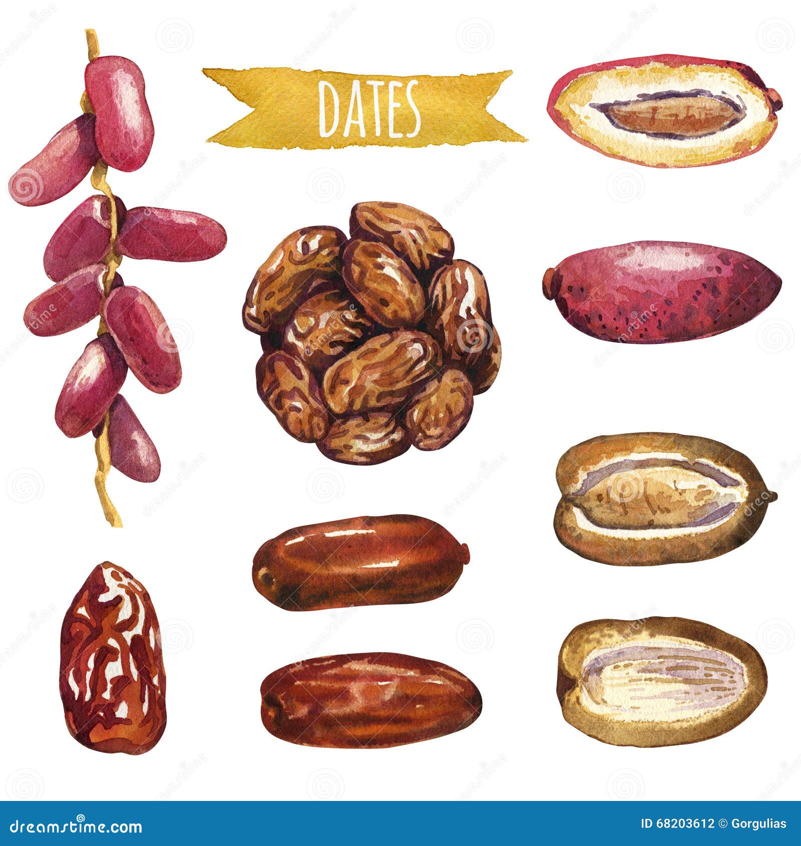 Dates. Hand Drawn Watercolor Illustrations On White Background. Vector ...