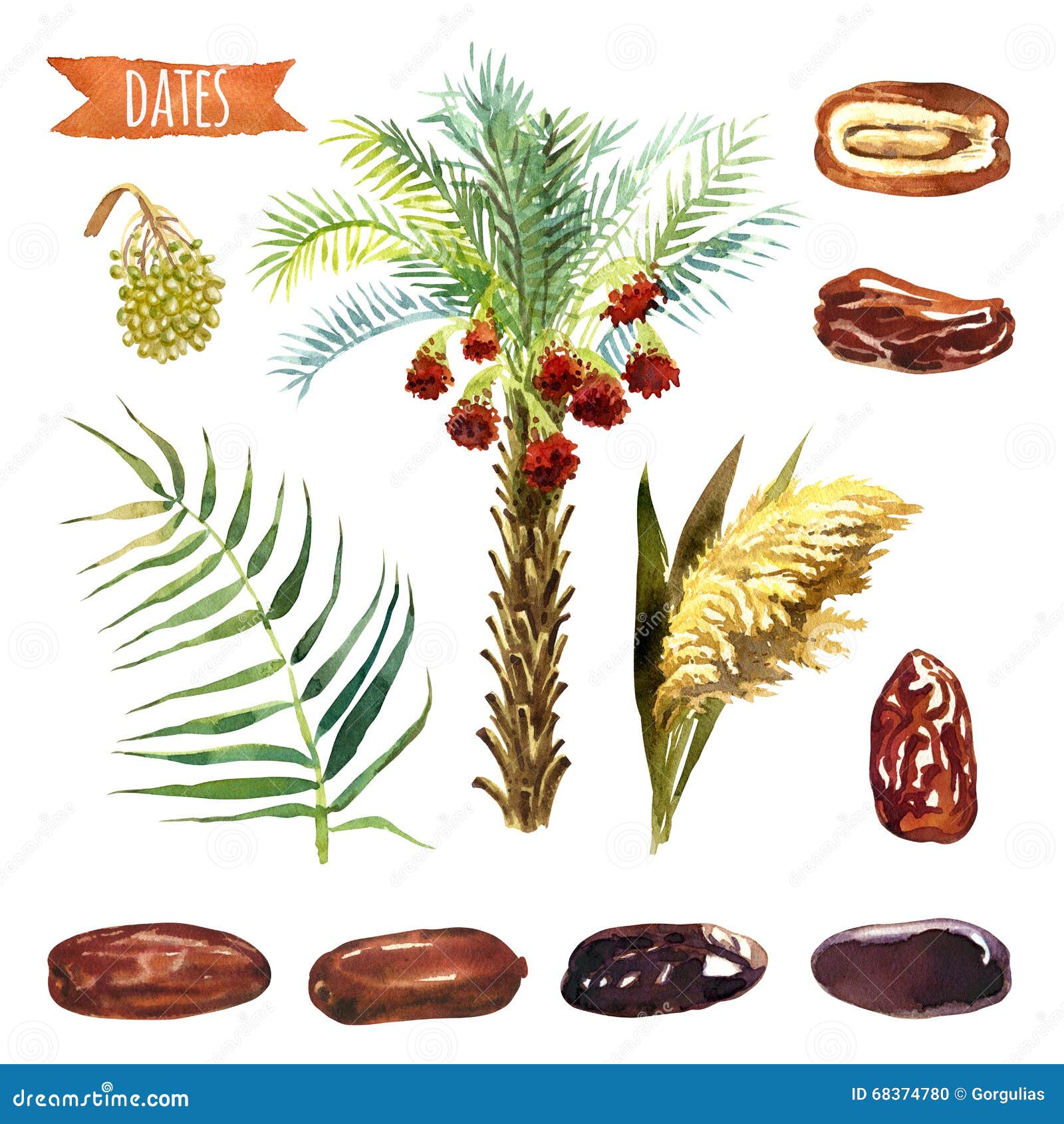 Dates, Hand-painted Watercolor Set Stock Illustration - Illustration of ...