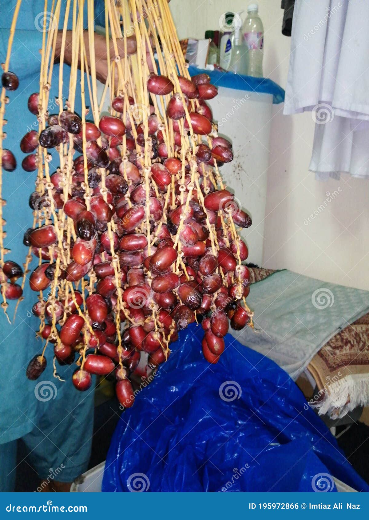 Dates of Makkah stock photo. Image of sweet, makkah - 195972866