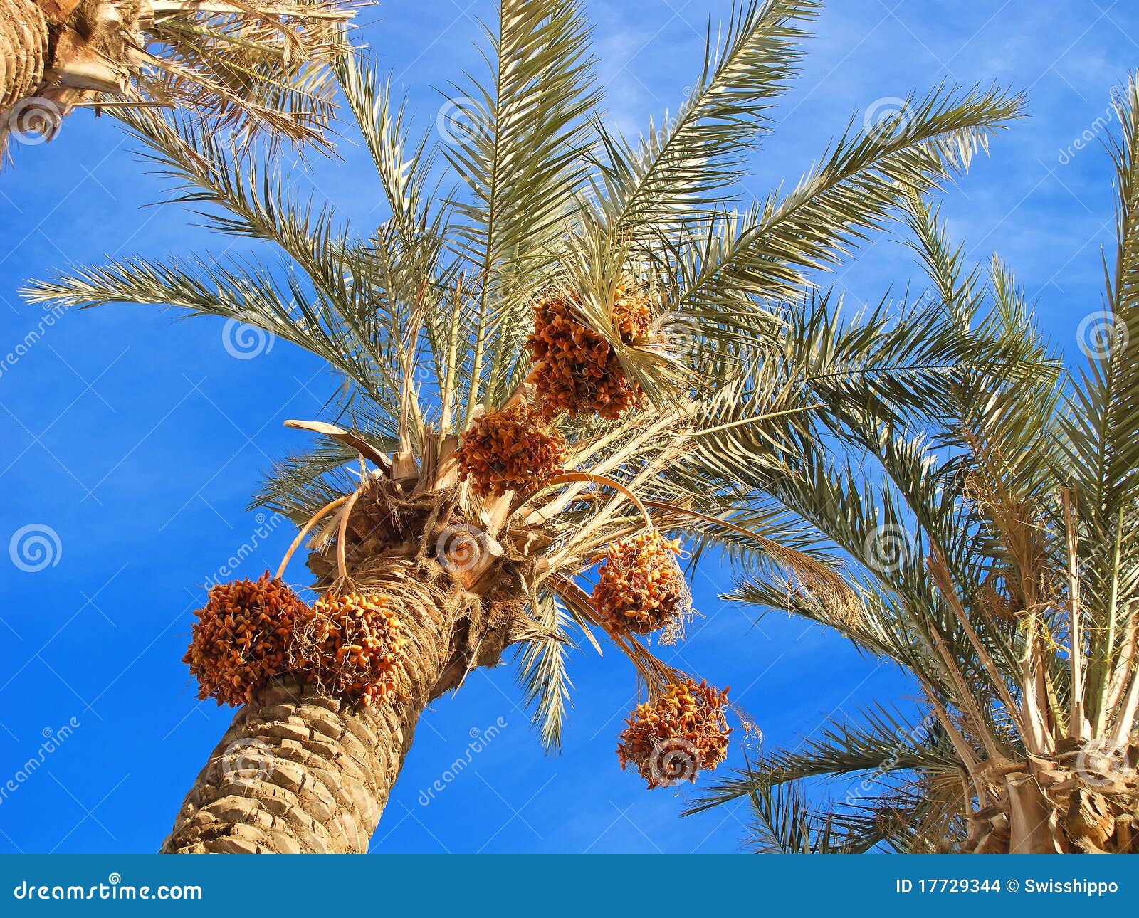 Dates on the palm stock photo. Image of leaf, flora, bahrain - 17729344