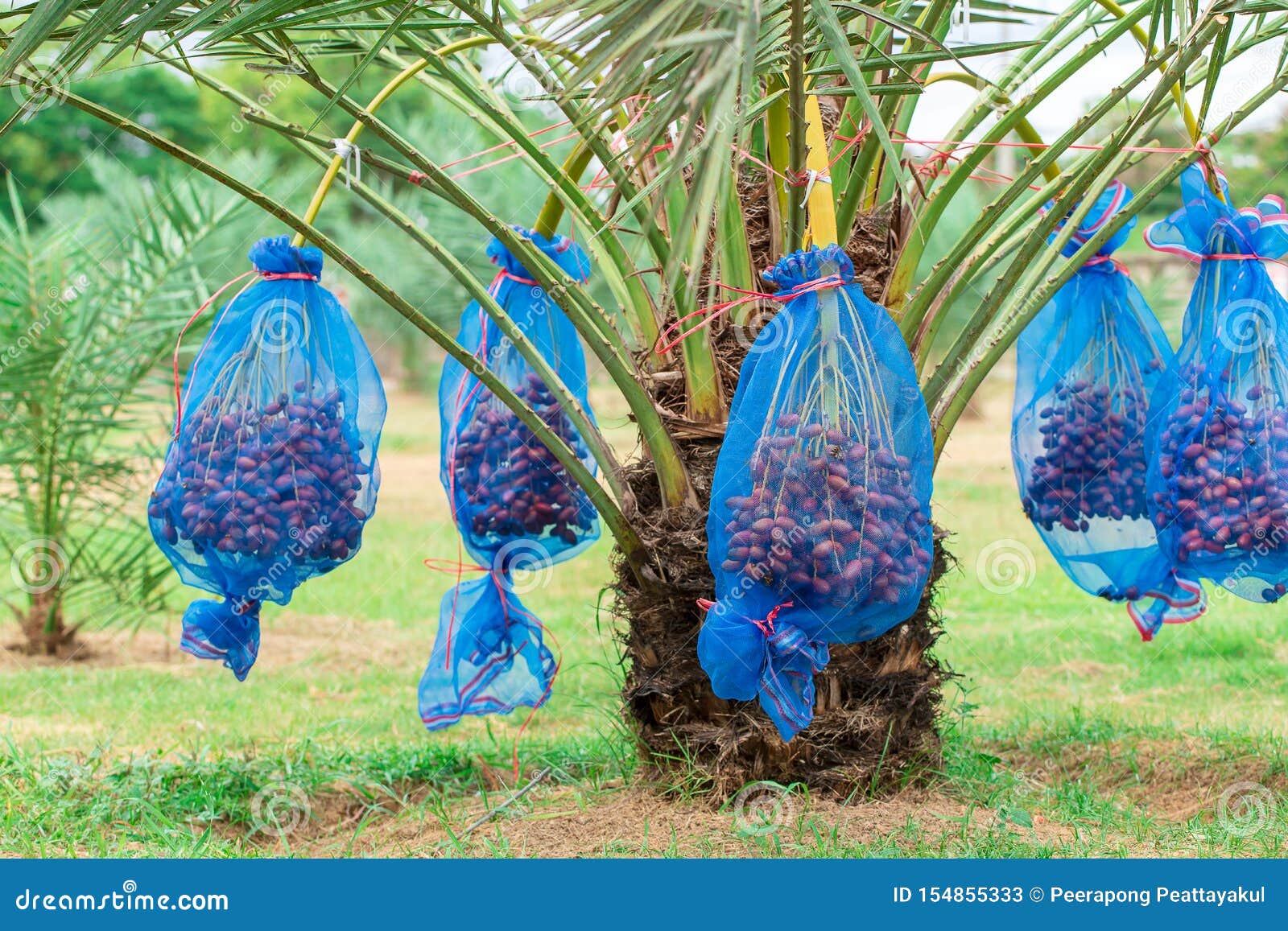 Dates Palm Branches with Ripe Dates Stock Image - Image of natural ...