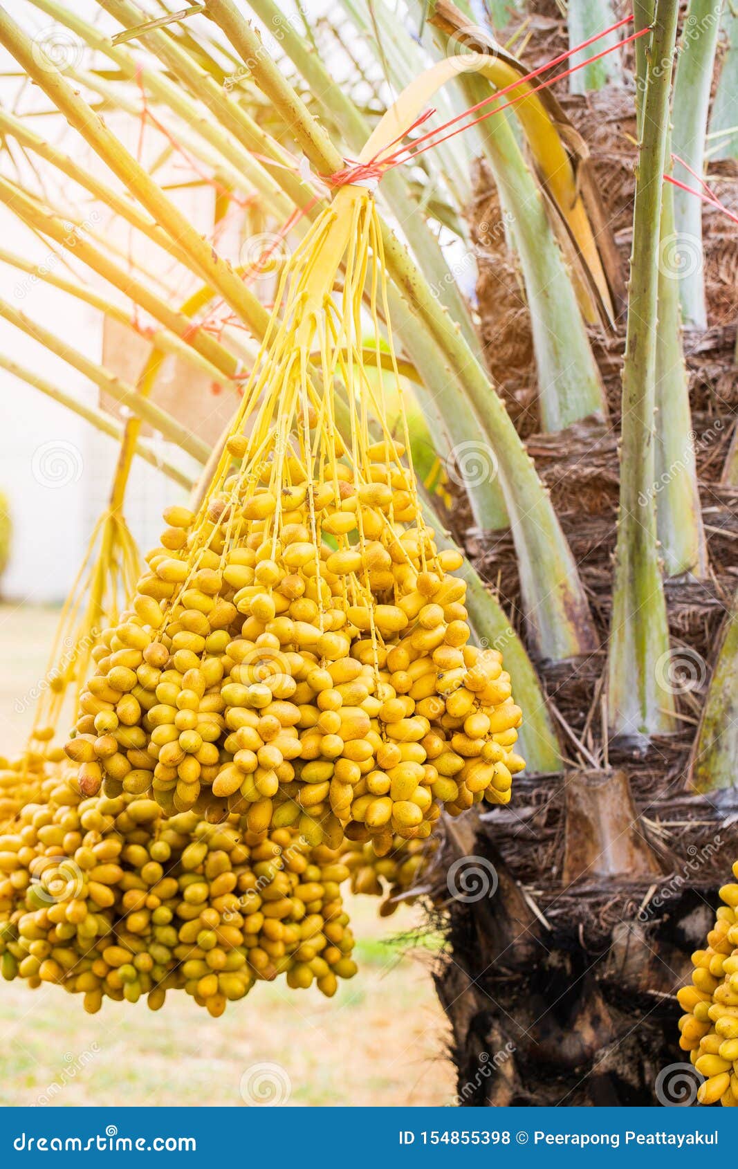 Dates Palm Branches with Ripe Dates Stock Photo - Image of agriculture ...