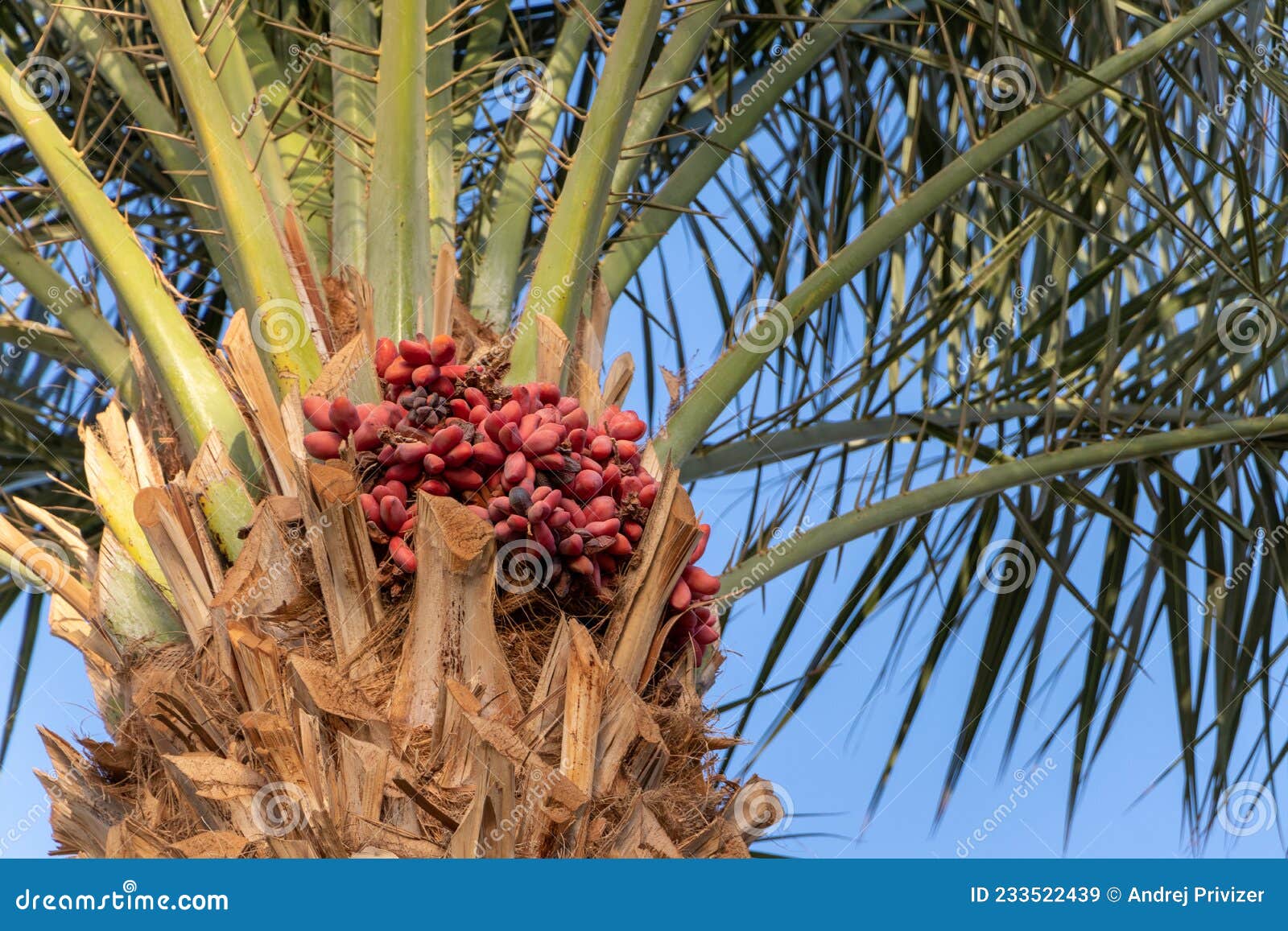 Dates Palm Branches with Ripe Dates in Egypt Stock Image - Image of ...