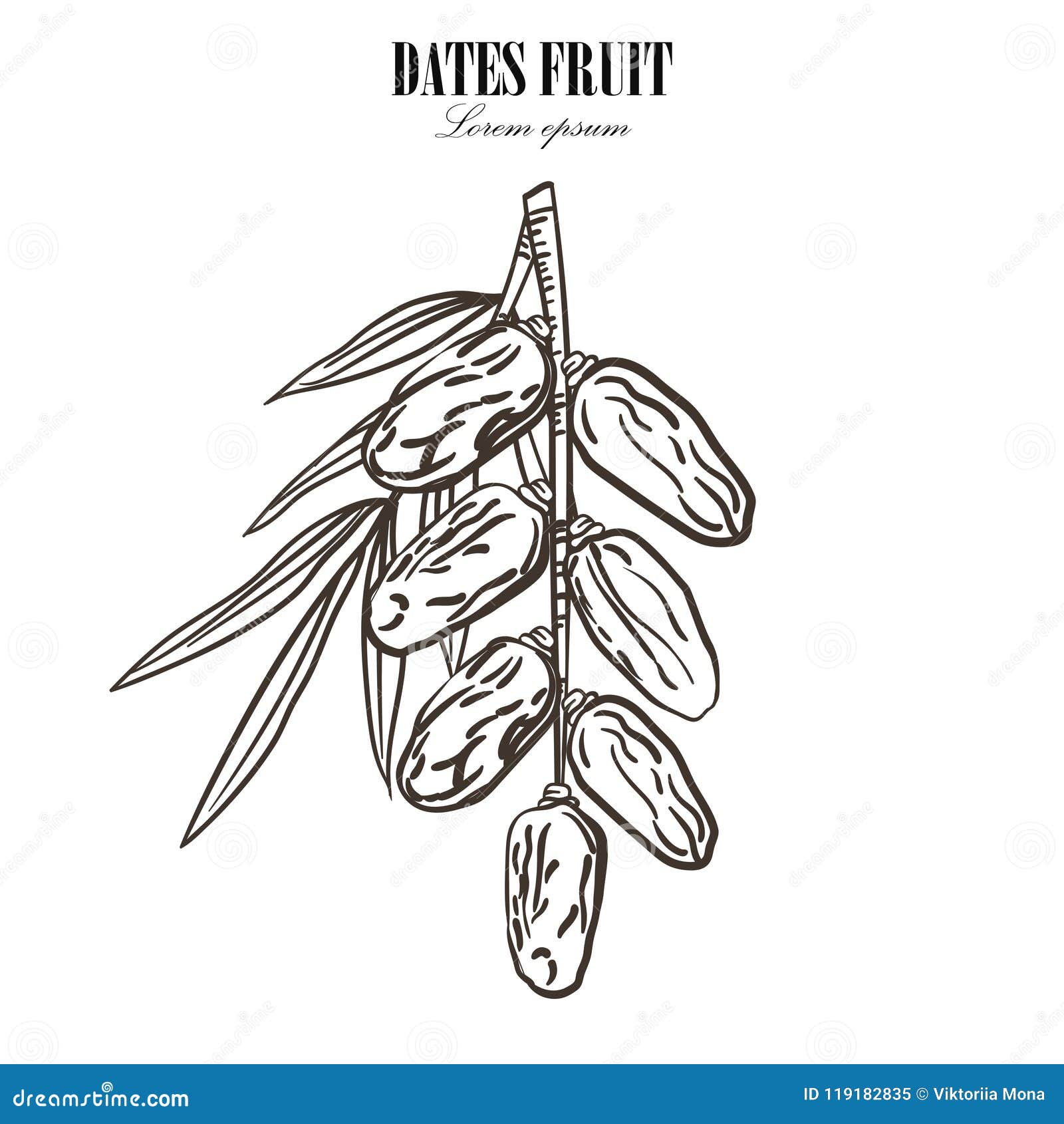Dates with Palm Leaves on White Background. Vector Illustration. Stock ...