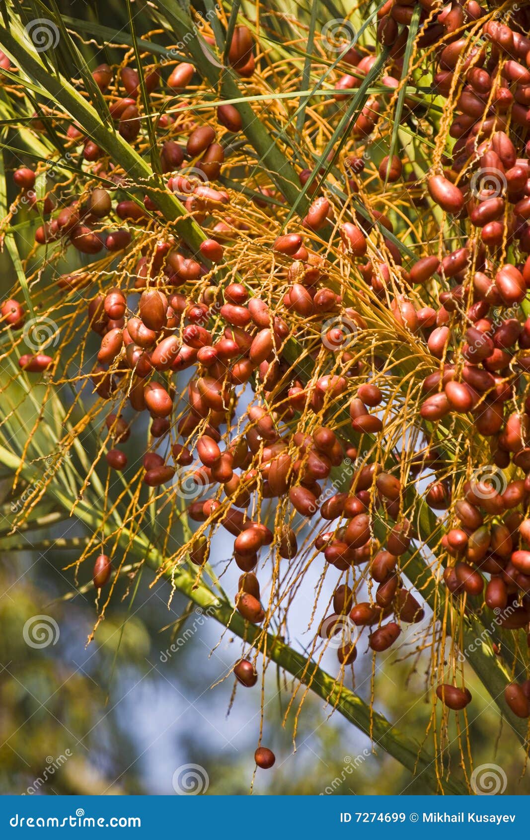Dates palm tree stock image. Image of crop, palme, dates - 7274699