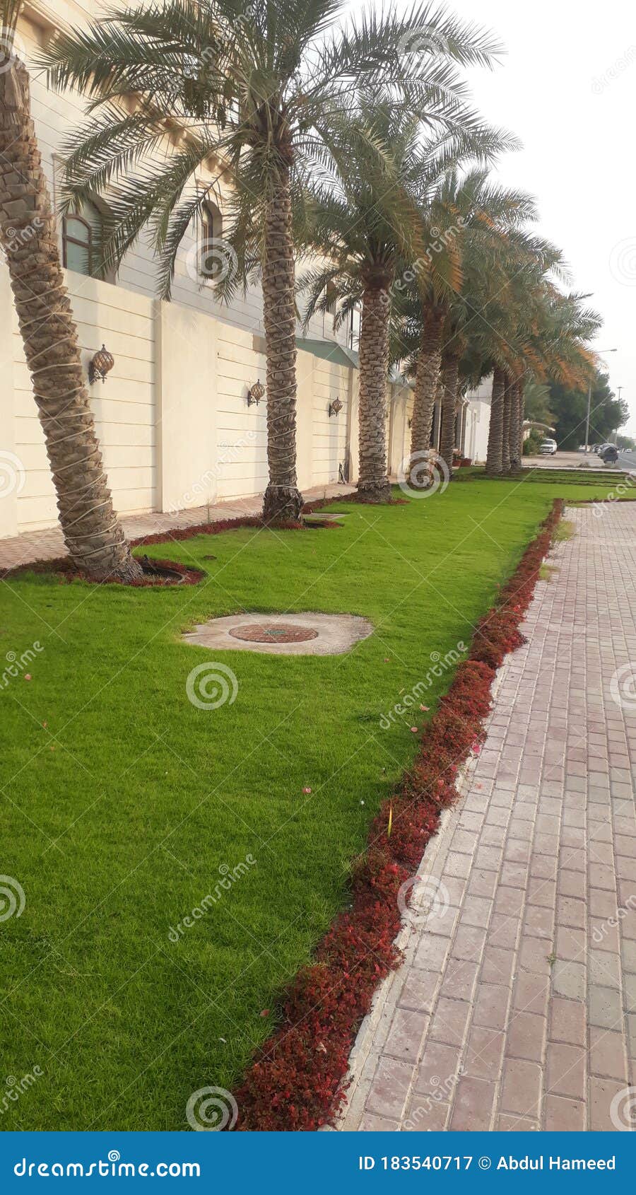Dates Palm Tree in Aziziya Doha Stock Image - Image of aziziya, dates ...