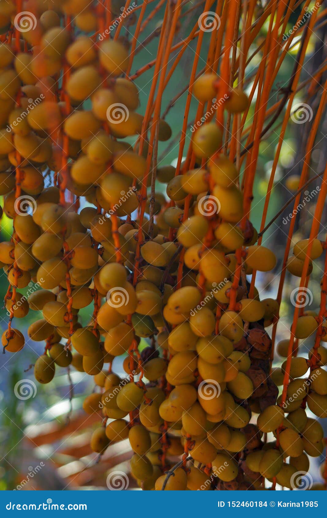 Dates on a Palm Tree. Branch with Dates Stock Photo - Image of dates ...