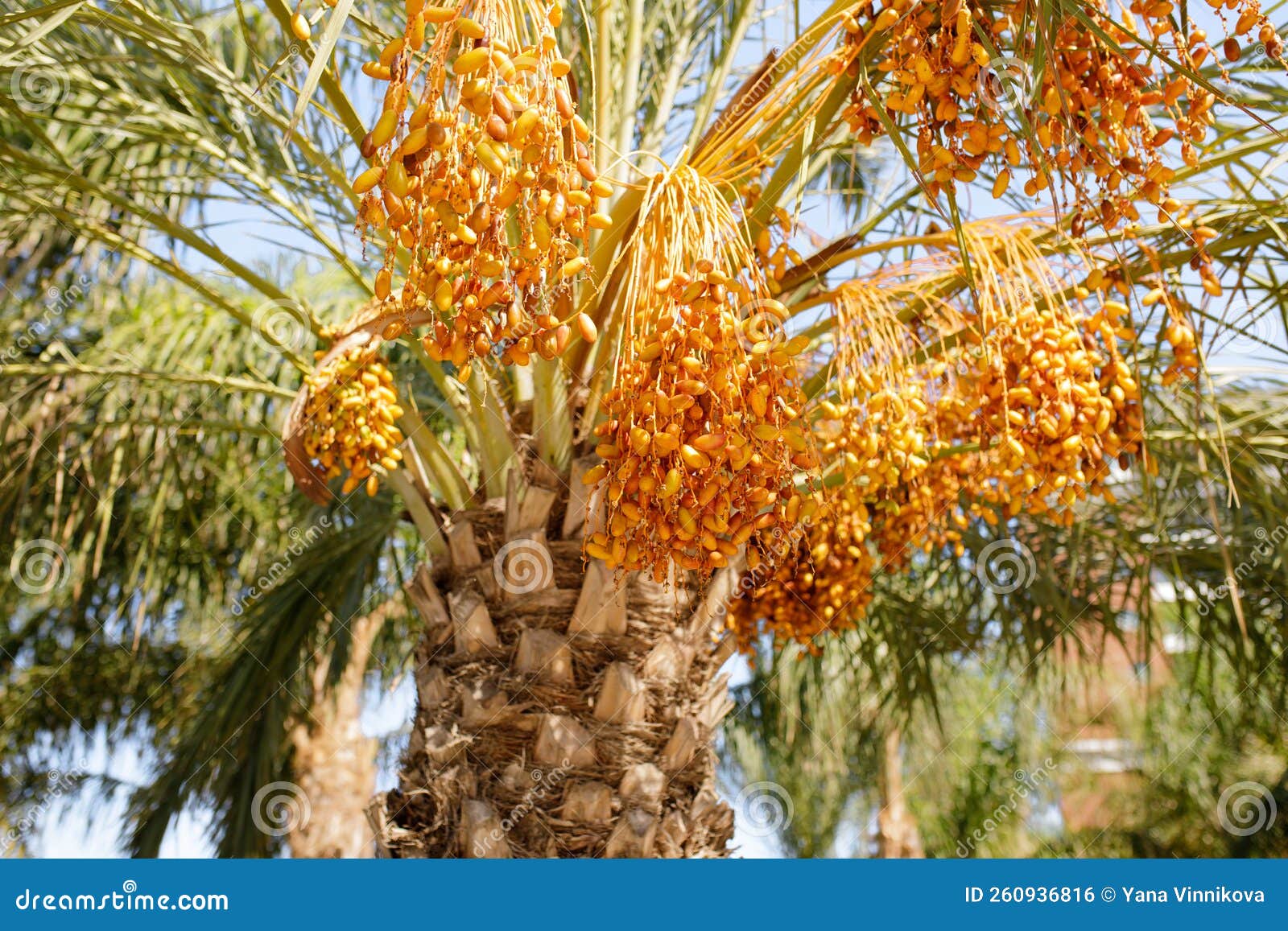 Dates on a Palm Tree. Closeup of Colourful Dates Clusters Stock Photo ...