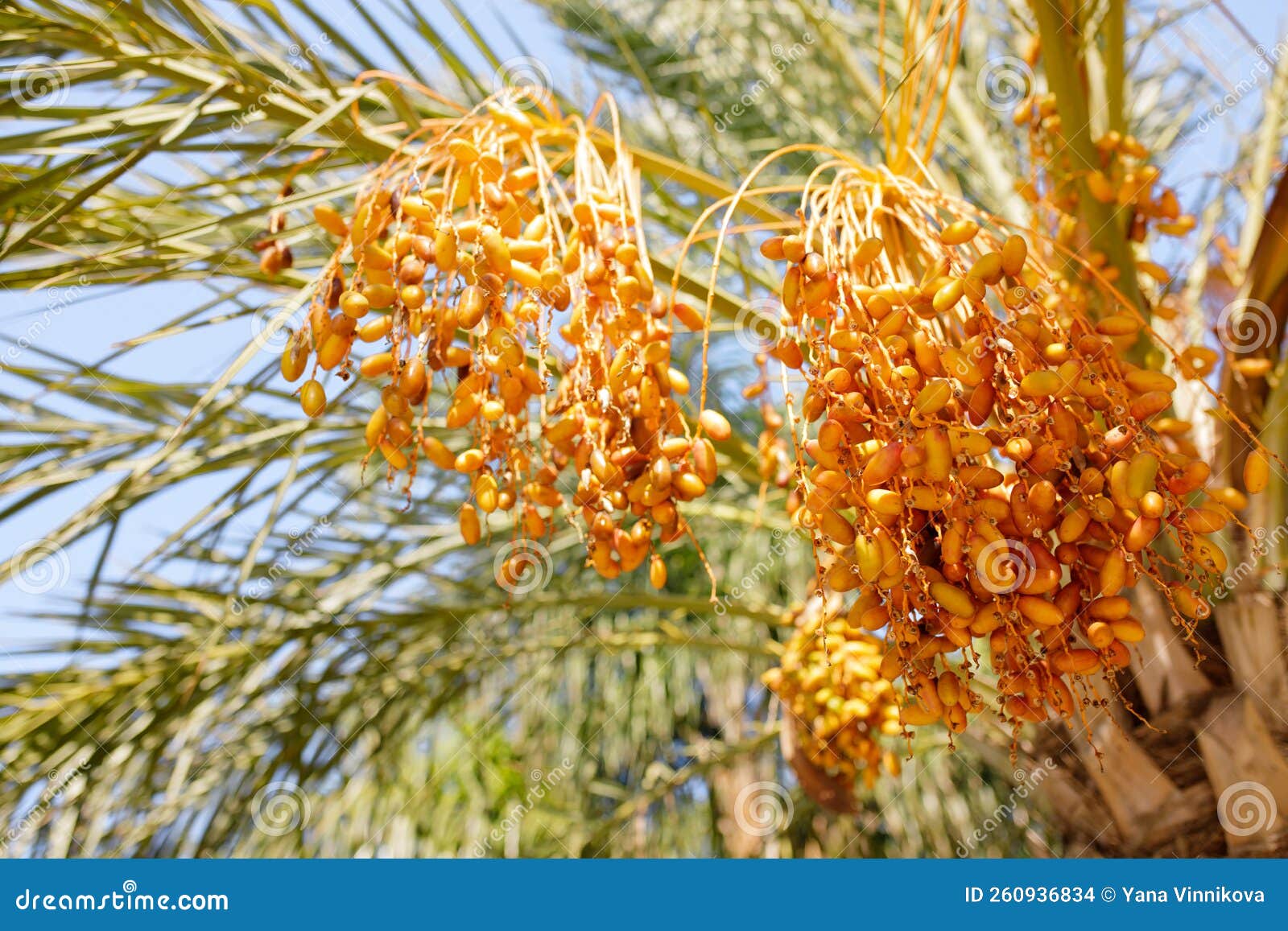 Dates on a Palm Tree. Closeup of Colourful Dates Clusters Stock Photo ...