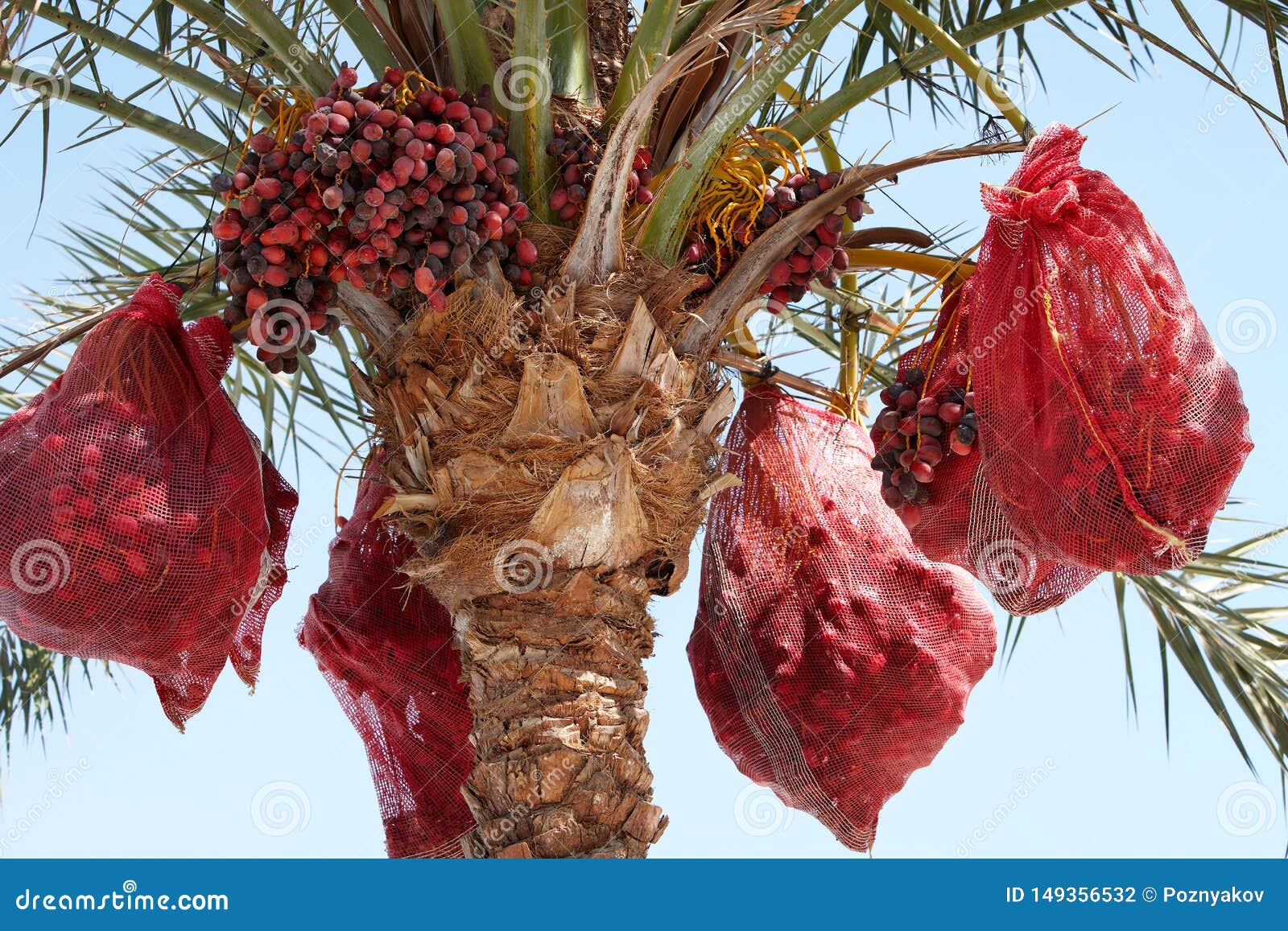 Dates Palm Tree Crop Blue Sky Stock Photo - Image of closeup, green ...
