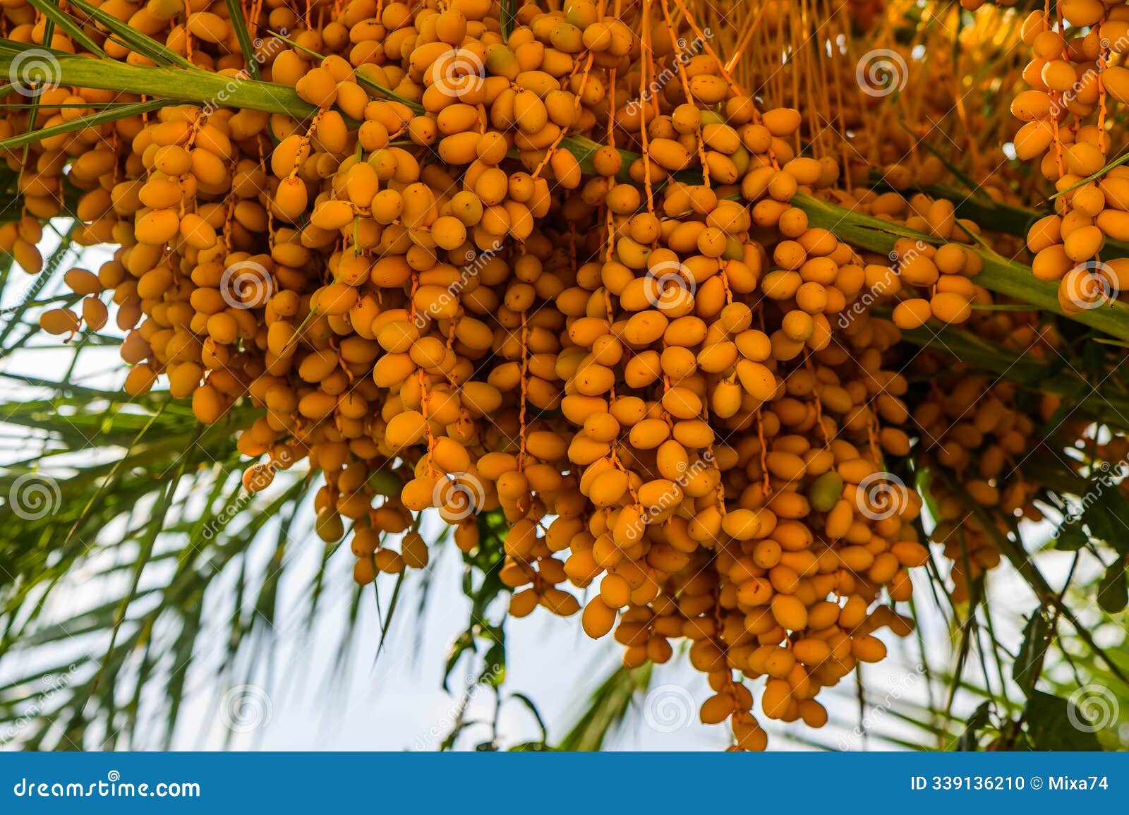 Fresh Dates Hanging on the Date Tree Stock Photo - Image of food ...