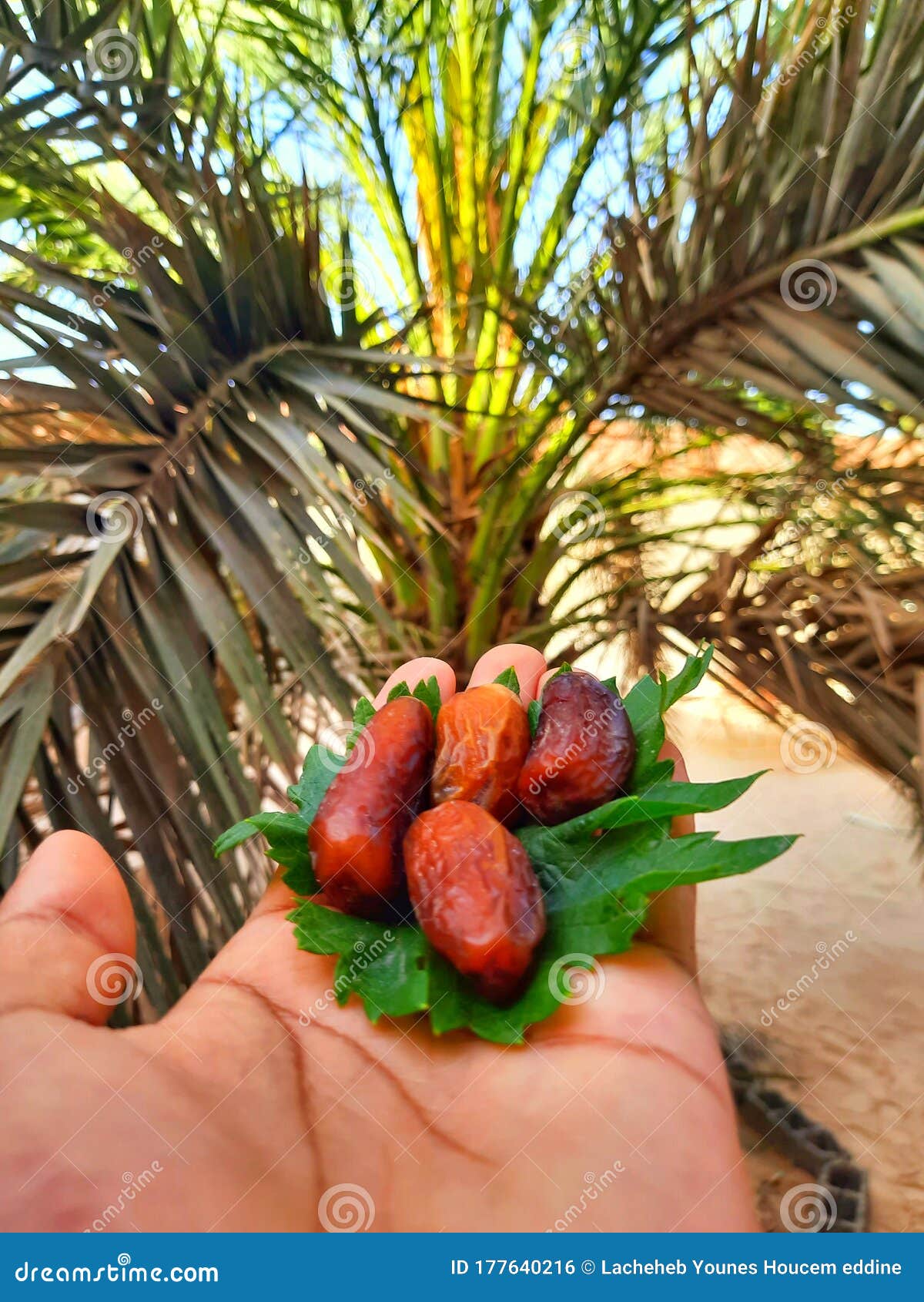 Dates Palm Trees and Palms in Sunrise Stock Photo - Image of wallpaper ...