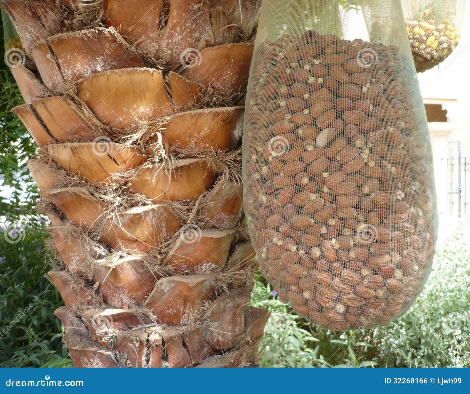 Dates and palm trunk stock photo. Image of breakfast - 32268166