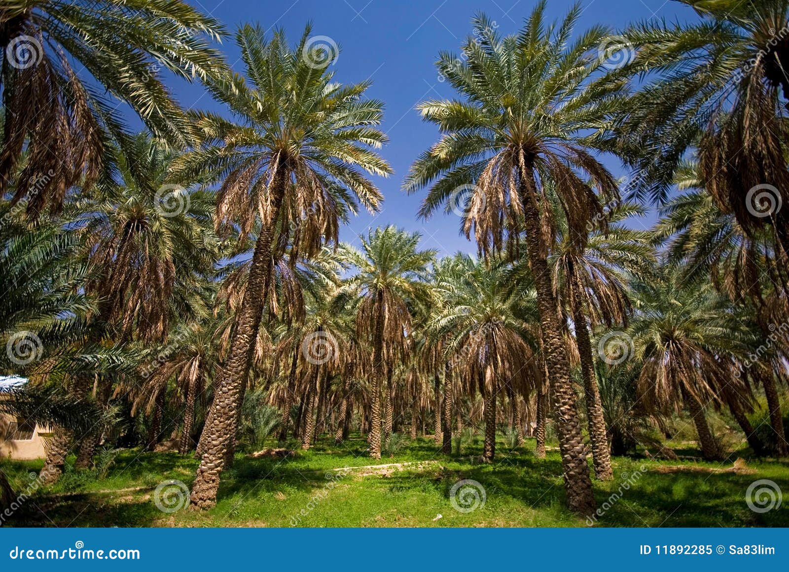 Dates Palms stock image. Image of alhamra, muscat, palms - 11892285