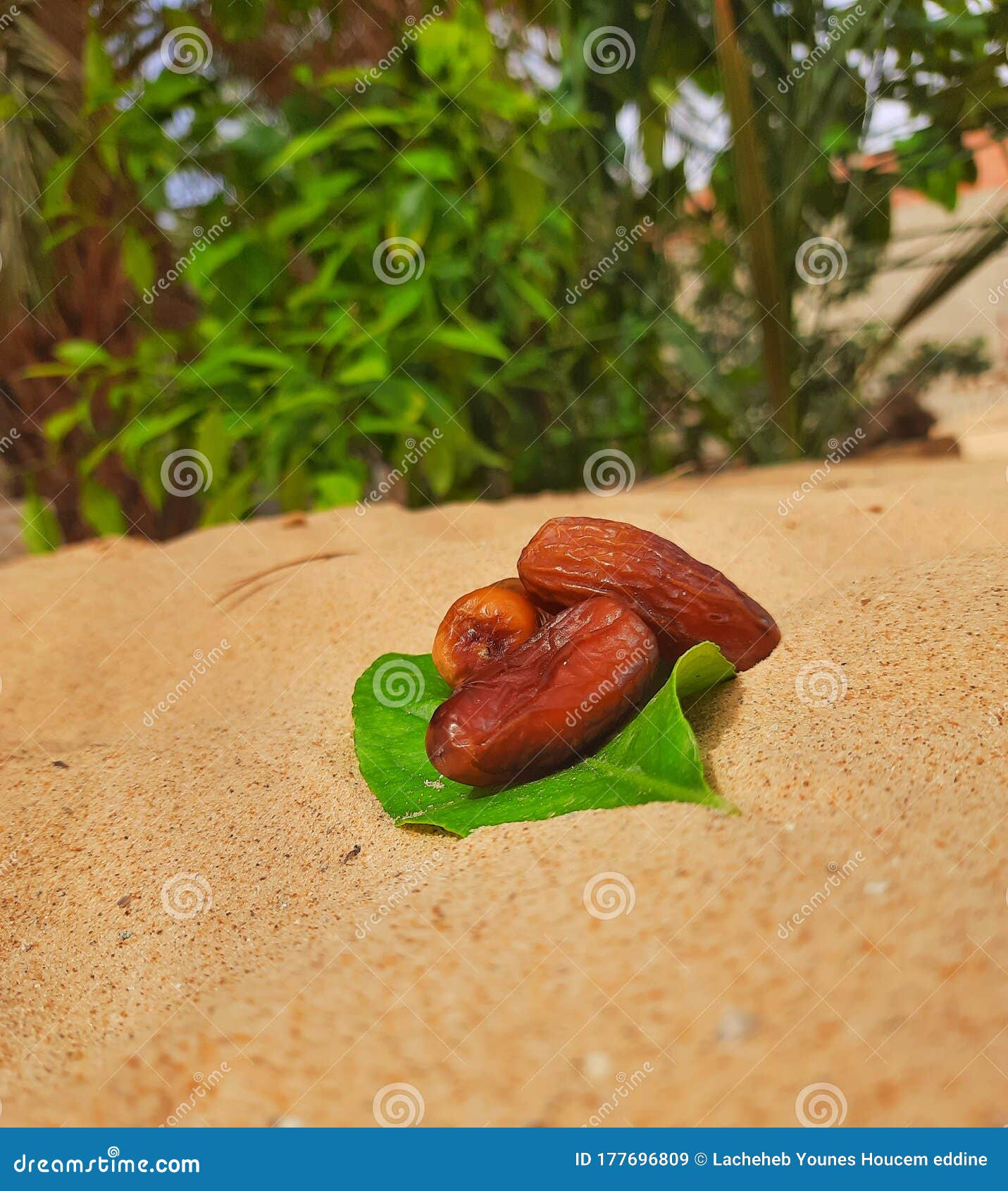 Dates Palms Fruits in Sand Dunes Stock Image - Image of sunshine, palms ...
