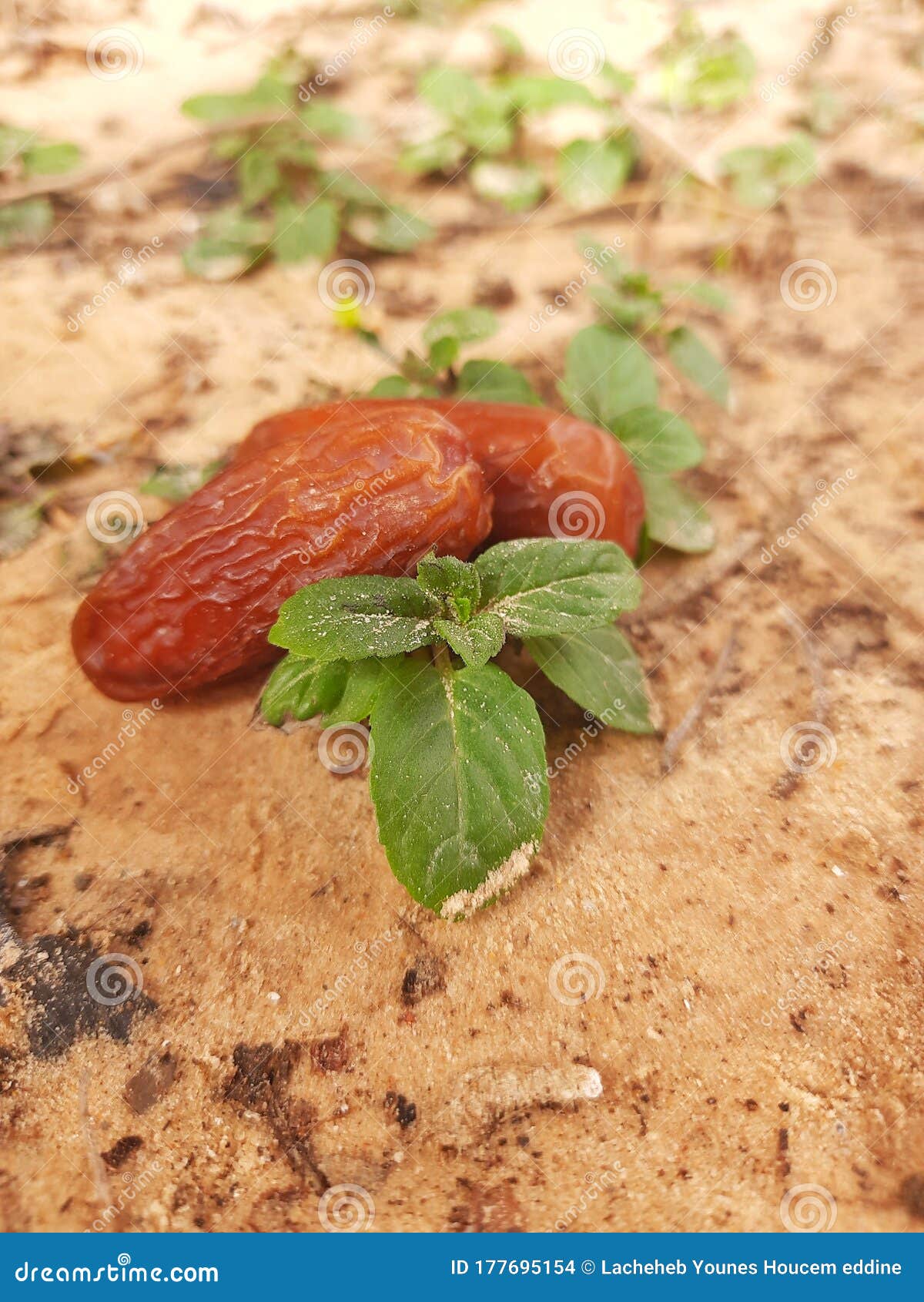 Dates Palms Tree in Desert with Mint Plants Stock Photo - Image of ...