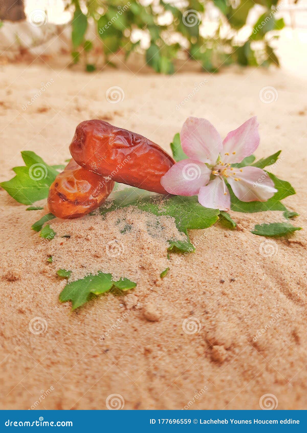 Dates Palms Tree Fruits in Desert Stock Image - Image of healthy, tree ...