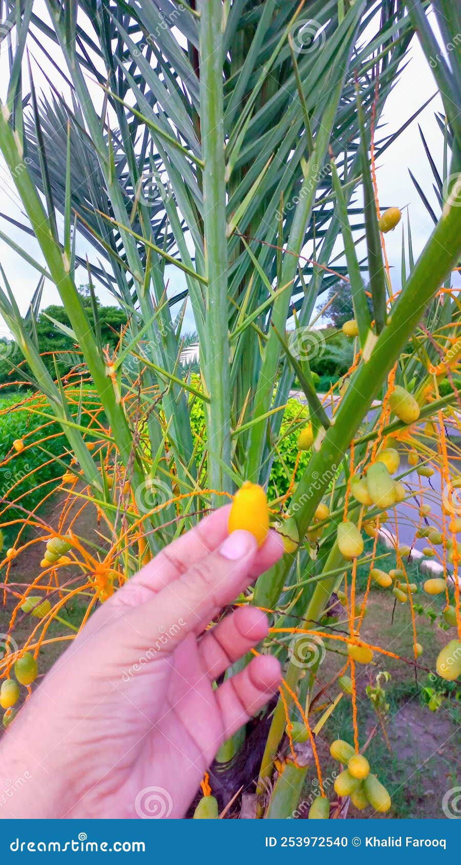 Dates Plam ,Awesome Date Pic Stock Photo - Image of plam, date: 253972540