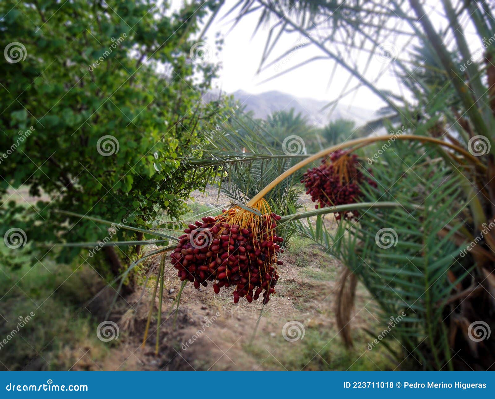 Dates plant in Morocco stock photo. Image of beach, date - 223711018
