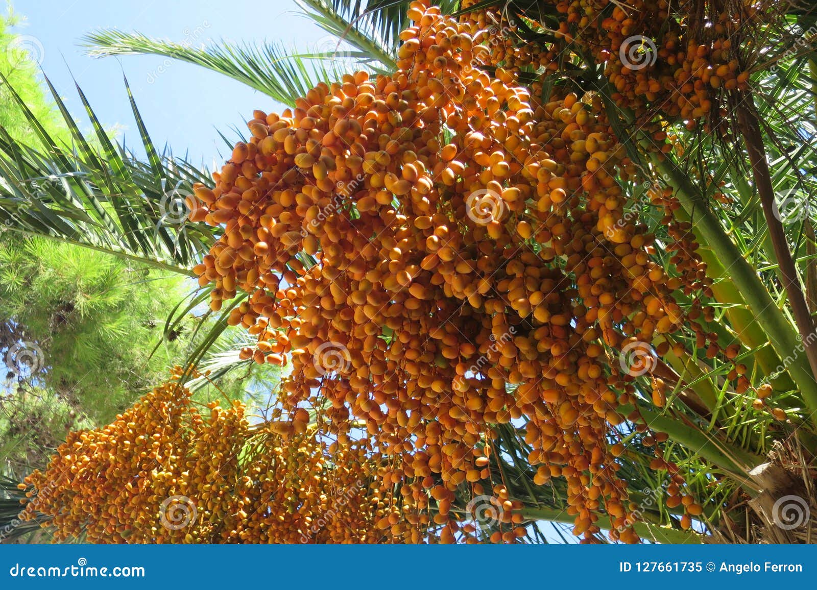 Dates that Ripen on the Date Tree Stock Image - Image of fruit, date ...
