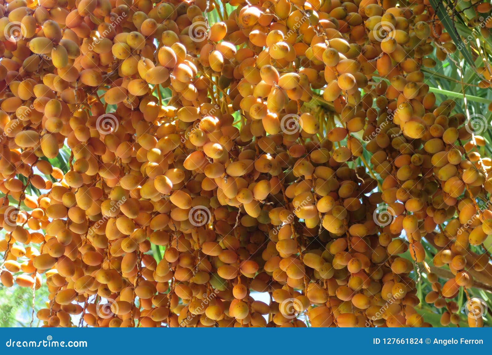 Dates that Ripen on the Date Tree Stock Photo - Image of leaf, botany ...