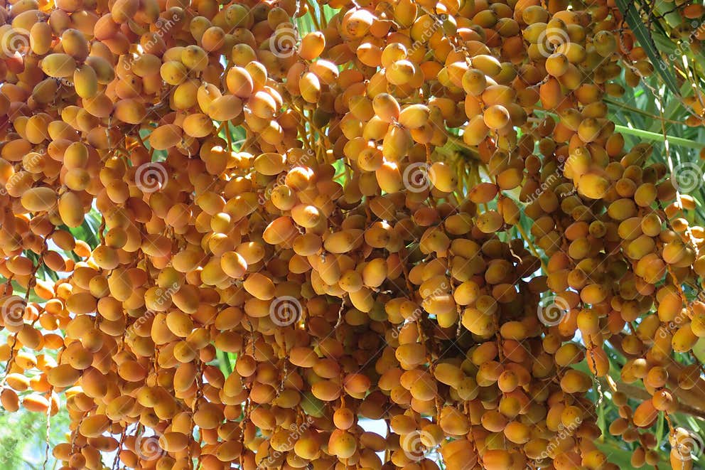Dates that Ripen on the Date Tree Stock Photo - Image of leaf, botany ...