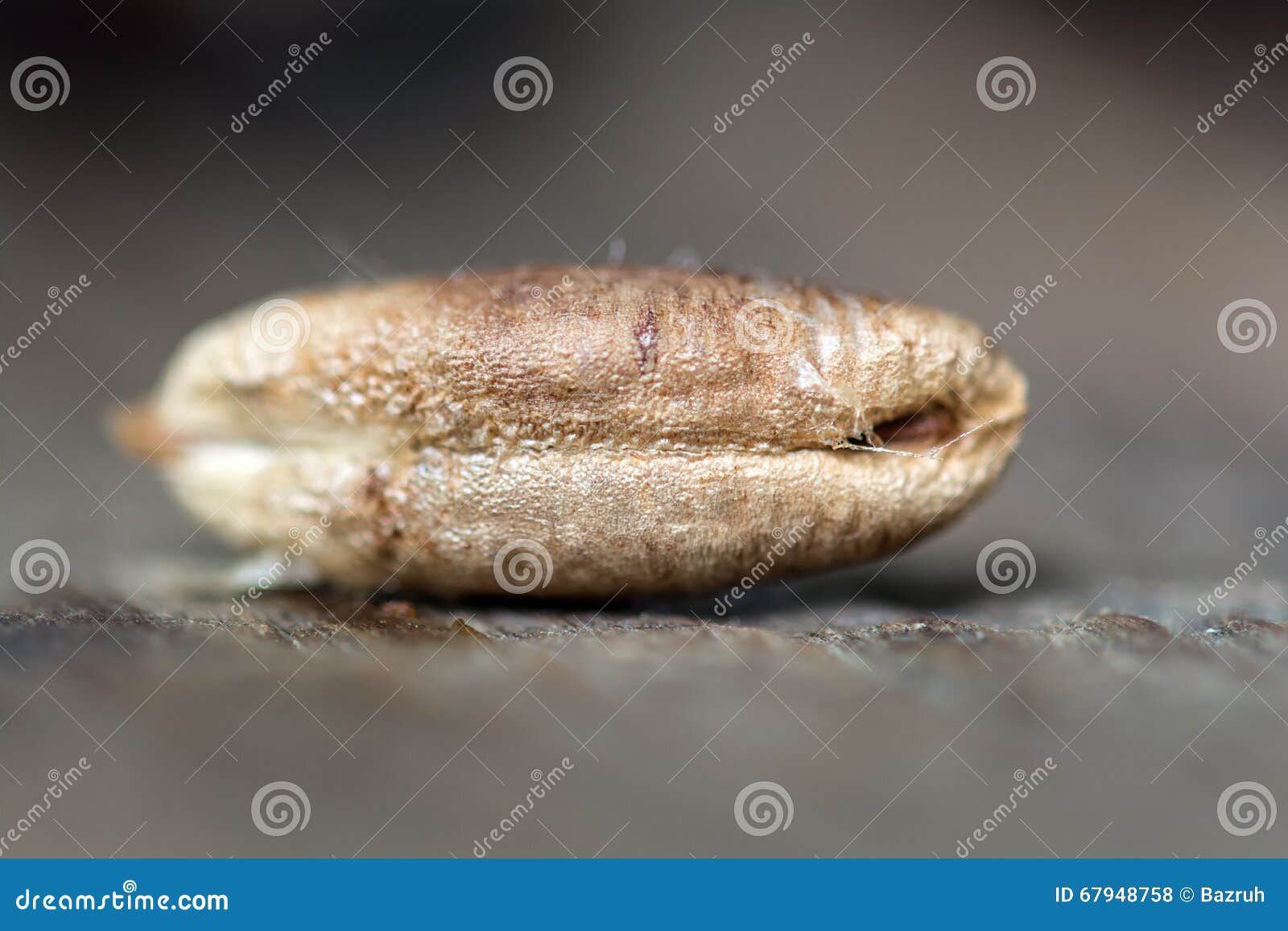 Dates stone stock photo. Image of bowl, freshness, dates - 67948758