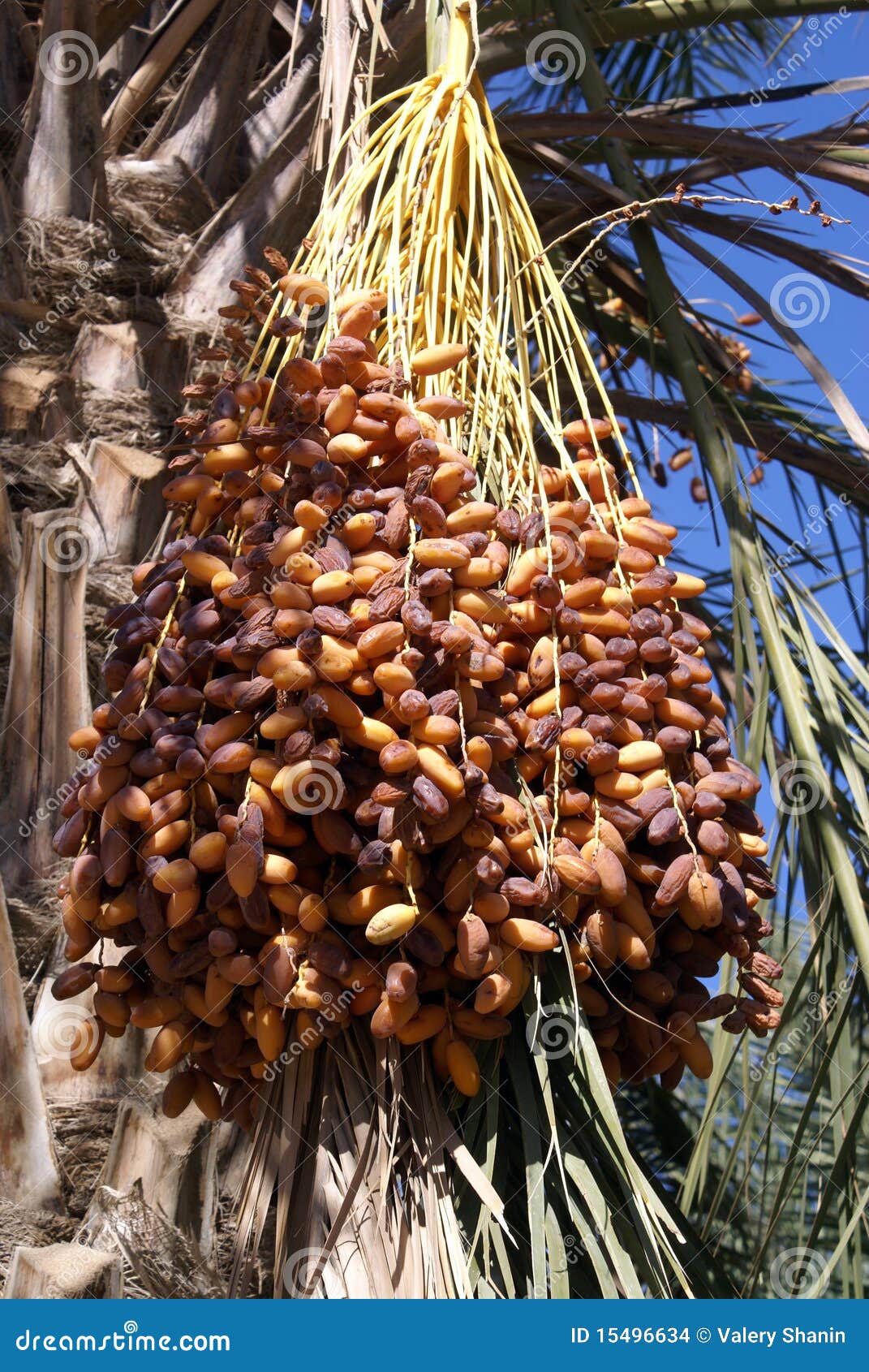 Dates on the tree stock photo. Image of idyllic, tranquil - 15496634