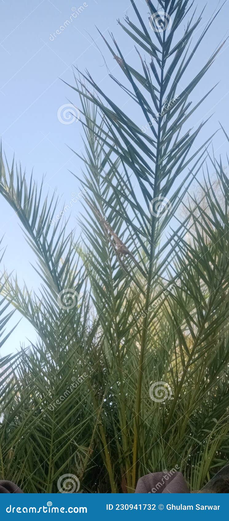 Dates Tree stock photo. Image of produce, vegetation - 230941732