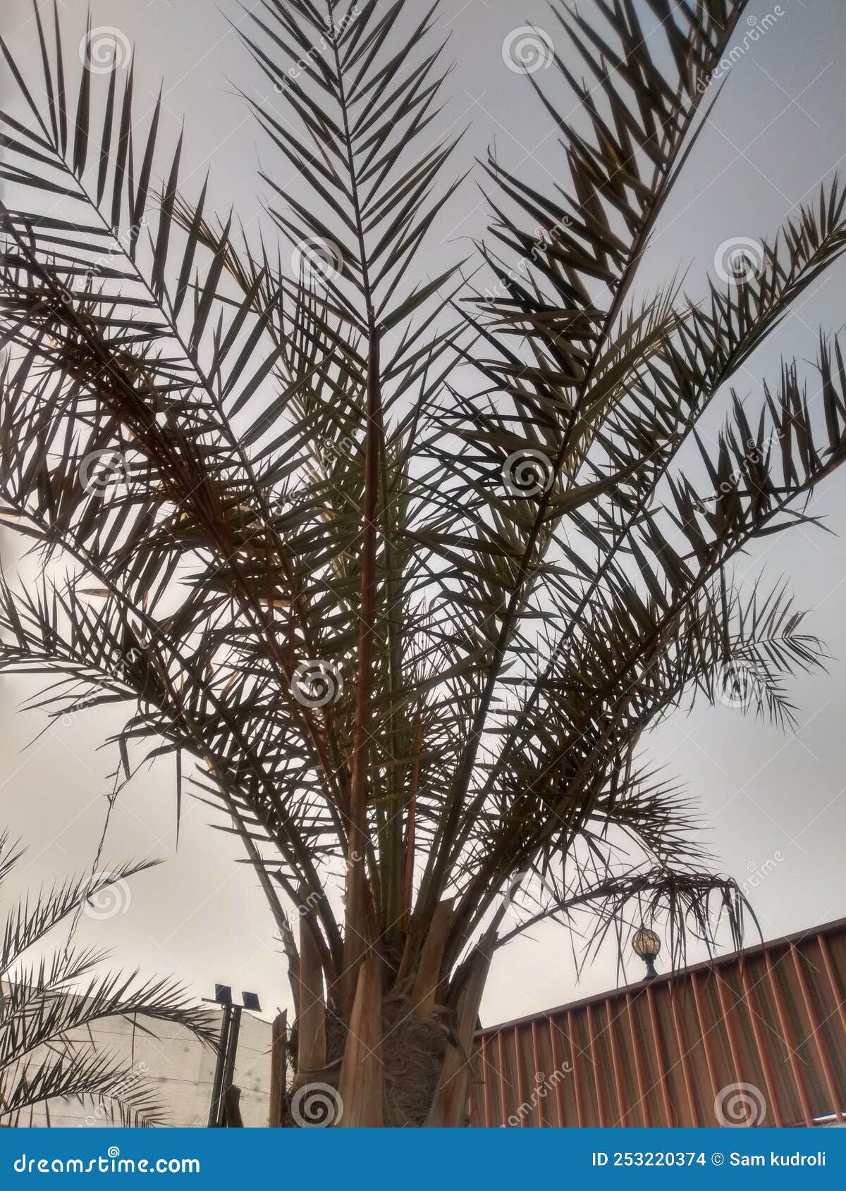 Dates Tree Date Palm Phoenix Flowering PlantÂ Stock Photo - Image of ...