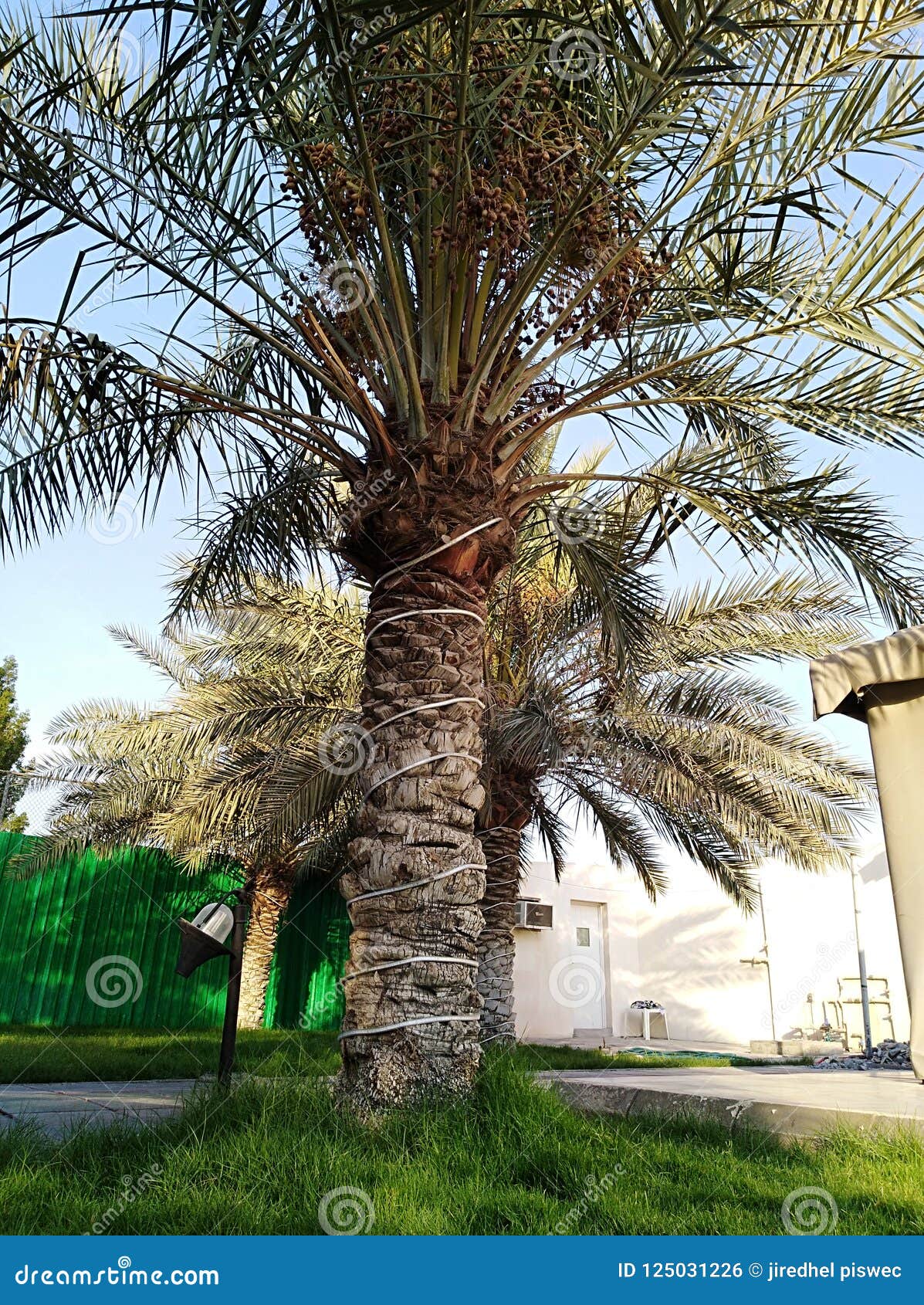 Dates tree stock photo. Image of east, middle, dates - 125031226