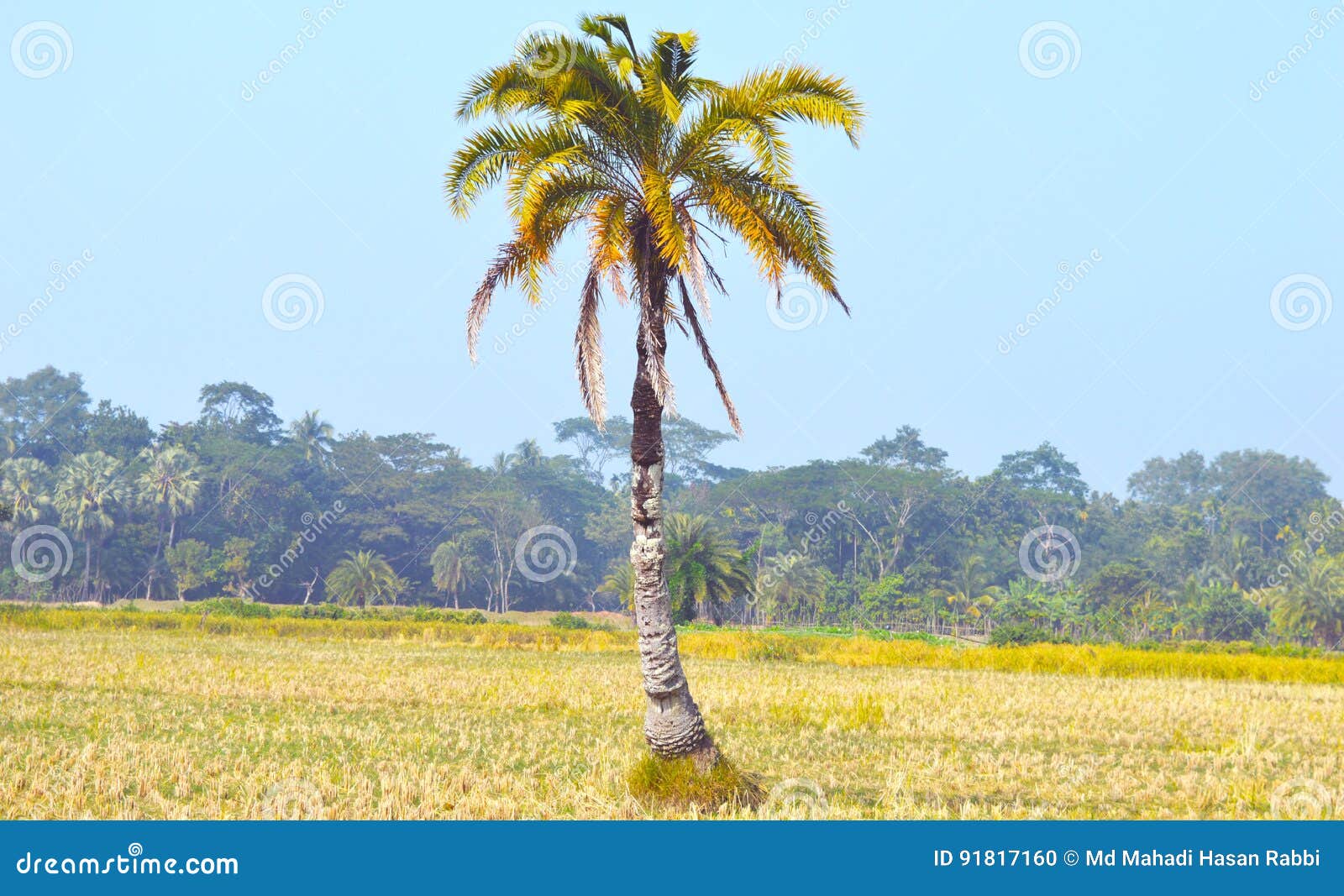 Dates Tree In The Garden In Medina, Saudi Arabia. Dates Is Original ...