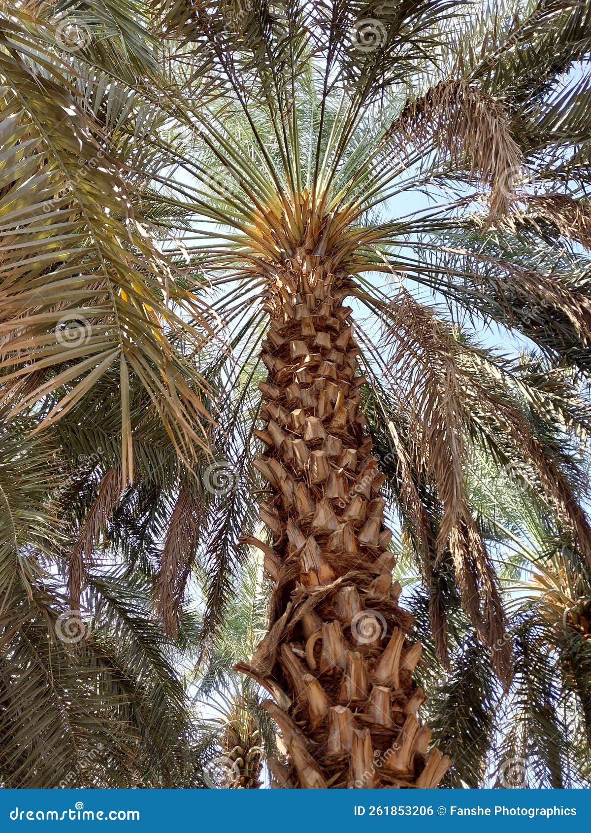 Dates Tree with Detailed Trunk Under the Sun Stock Photo - Image of ...