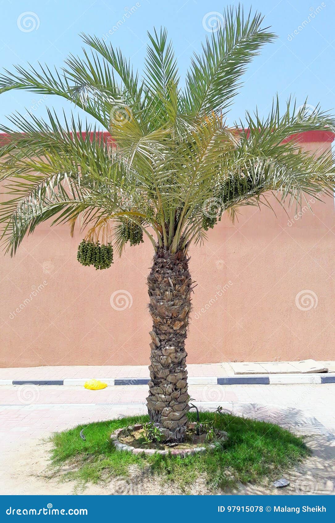 Dates tree stock photo. Image of aisan, dates, gsrden - 97915078