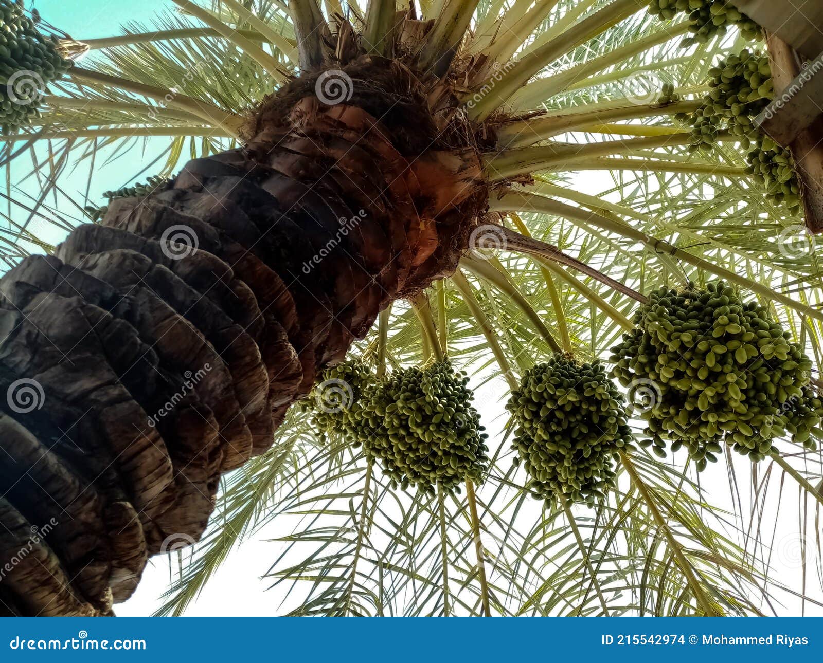 Dates Tree and Fresh Green Dates in a Arabian Land Stock Photo - Image ...