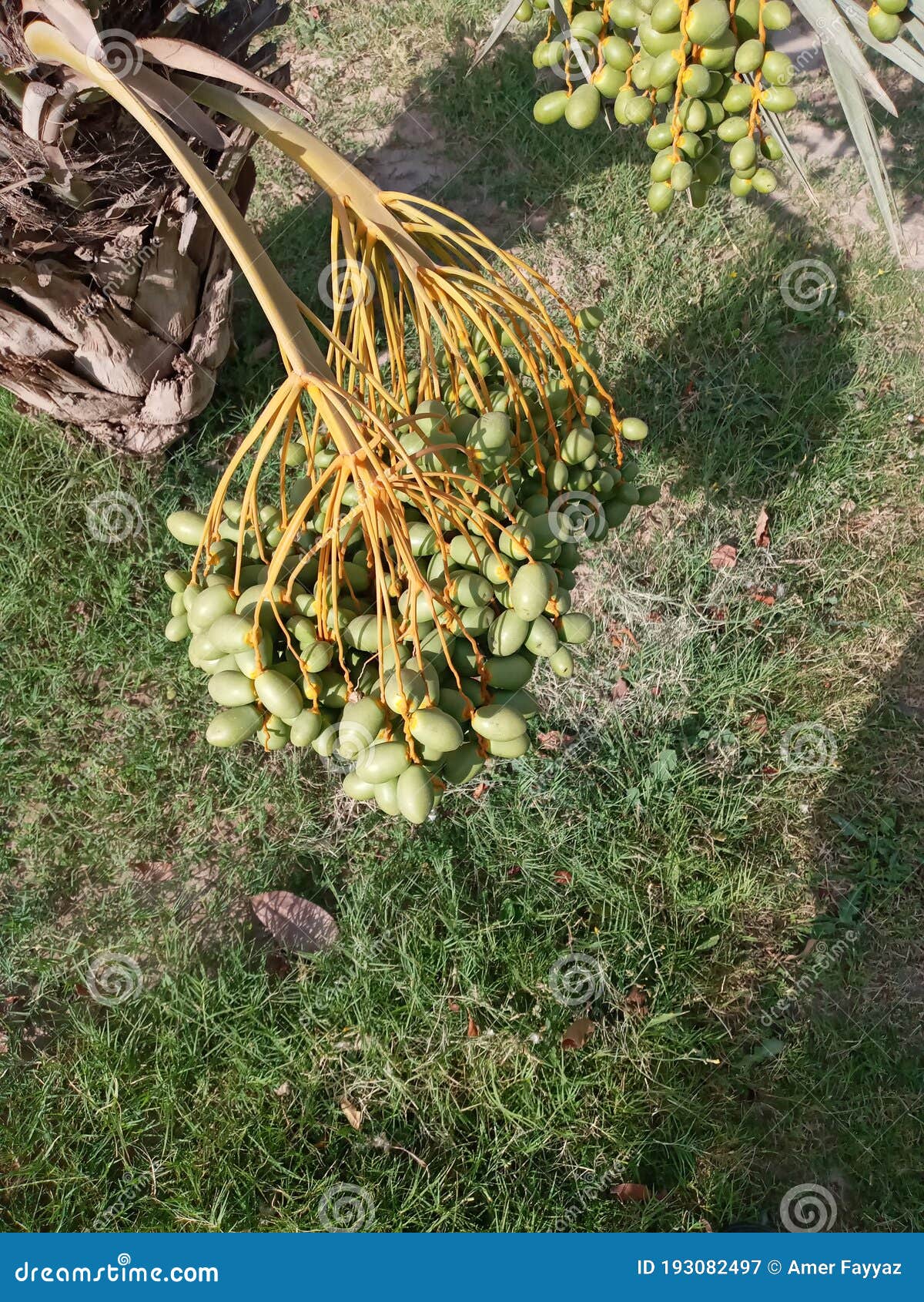 Dates Tree Growth Bounch Beautiful Stock Image | CartoonDealer.com ...