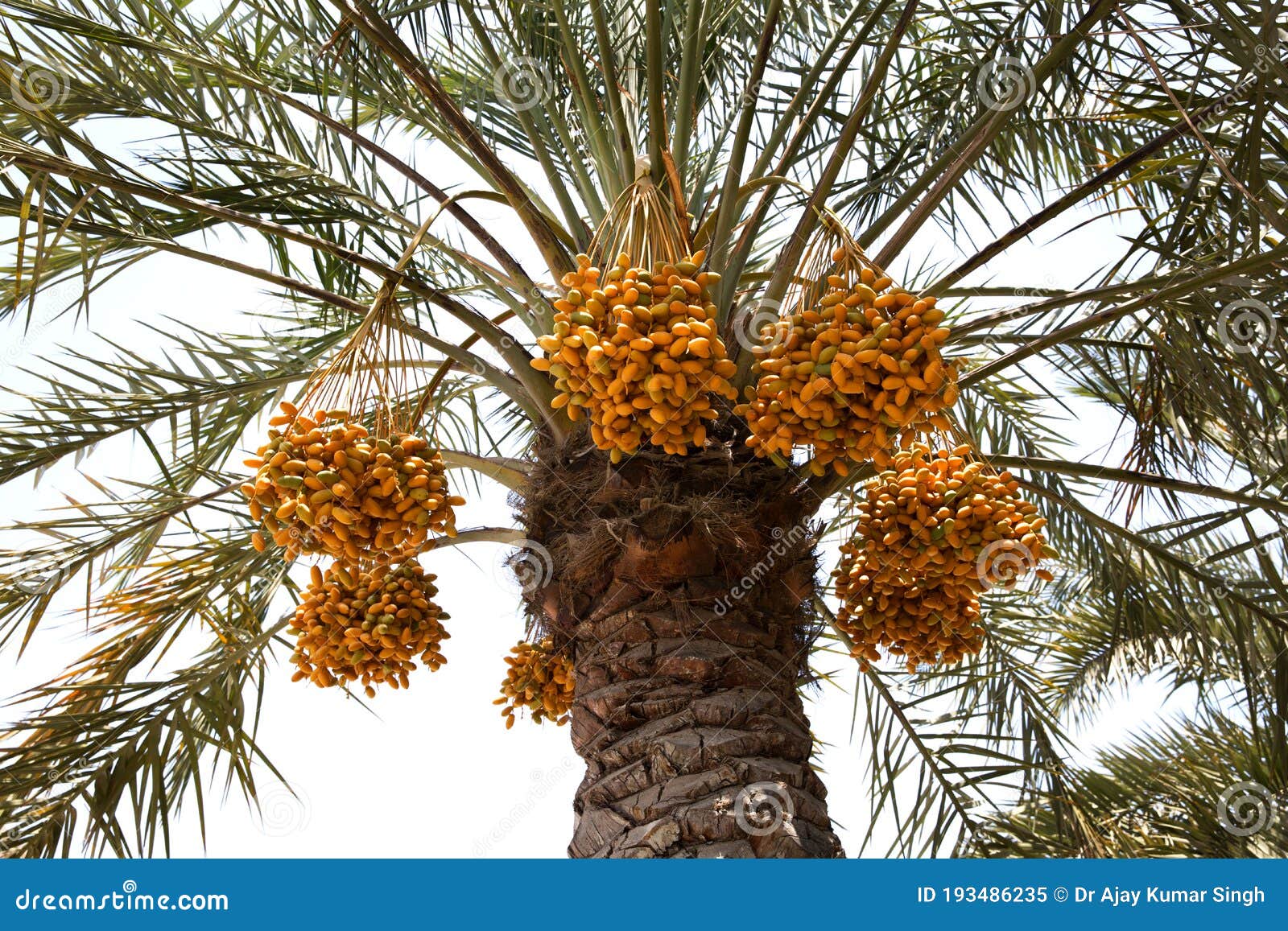 Dates Tree with Kimri Dates Stock Image - Image of green ...