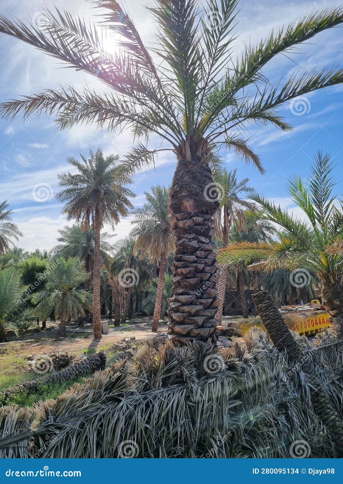 Dates Tree Kurma Garden Arabic Arabia Stock Photo - Image of arabia ...