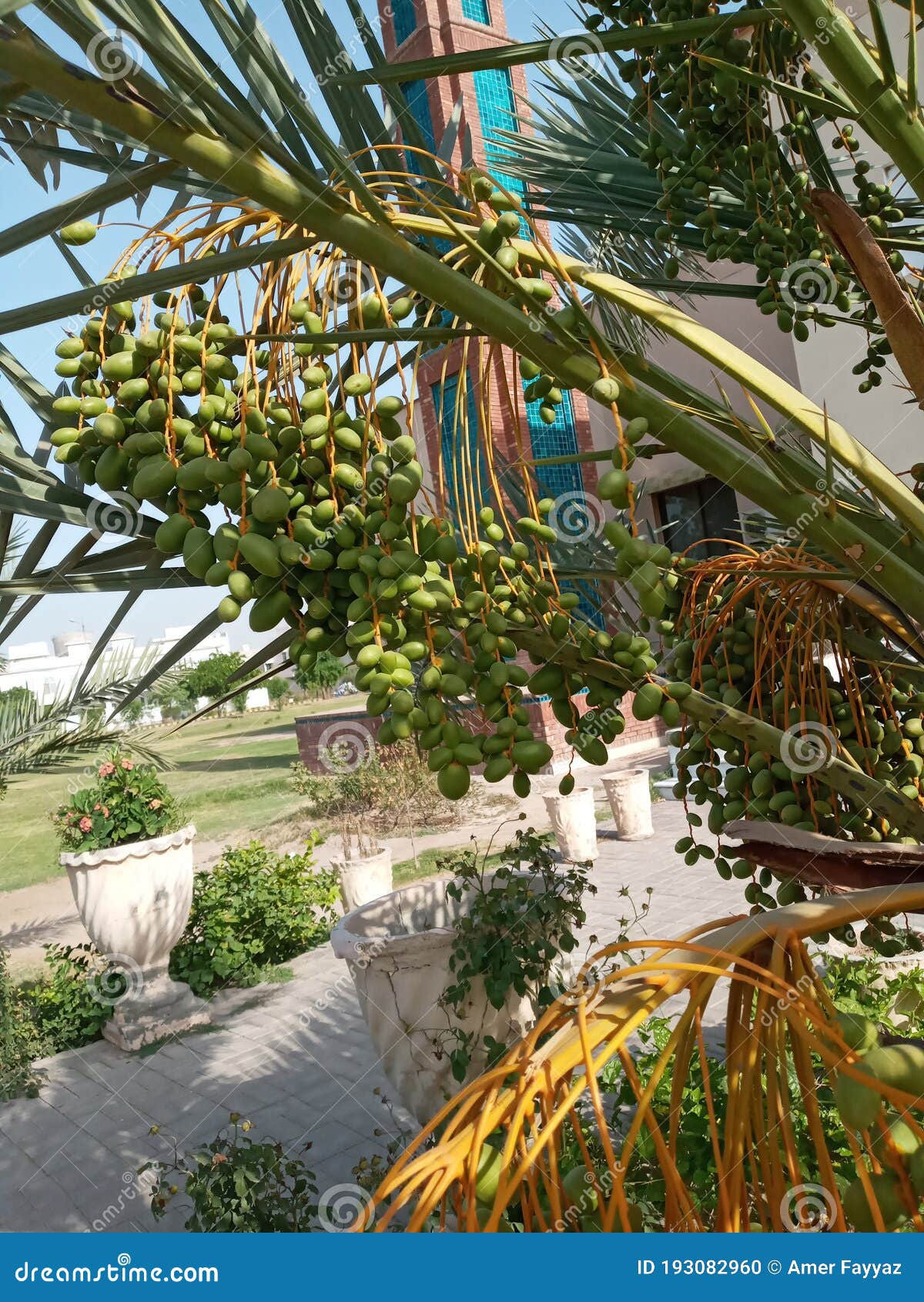 Dates Tree In The Garden In Medina, Saudi Arabia. Dates Is Original ...