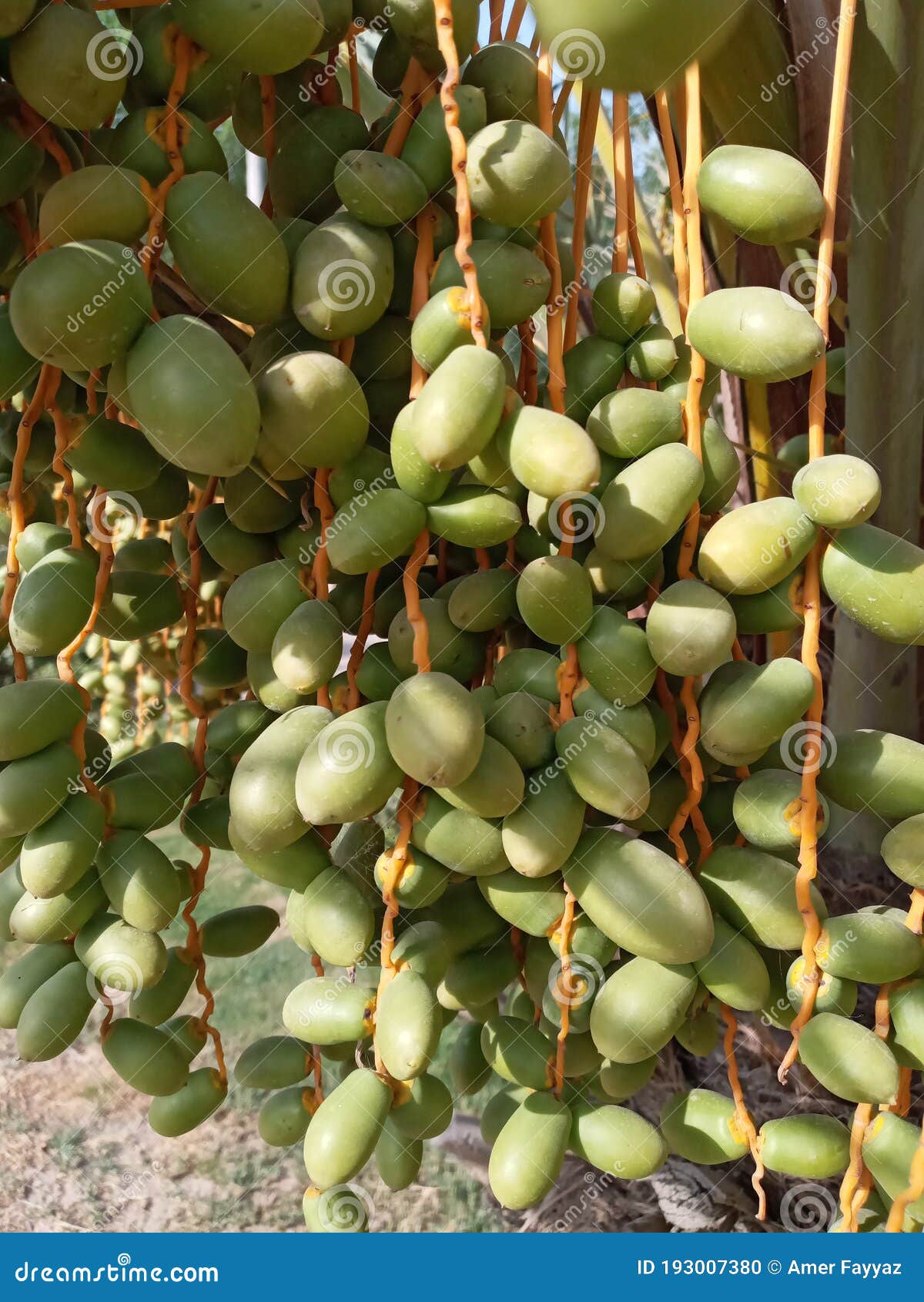 Dates with dates tree m3 stock photo. Image of leaf - 193007380