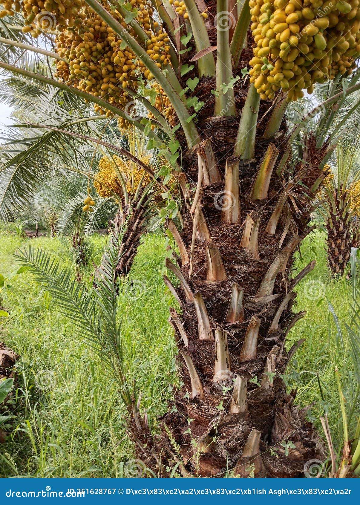 Dates Tree. Natural Beauty stock image. Image of dates - 251628767