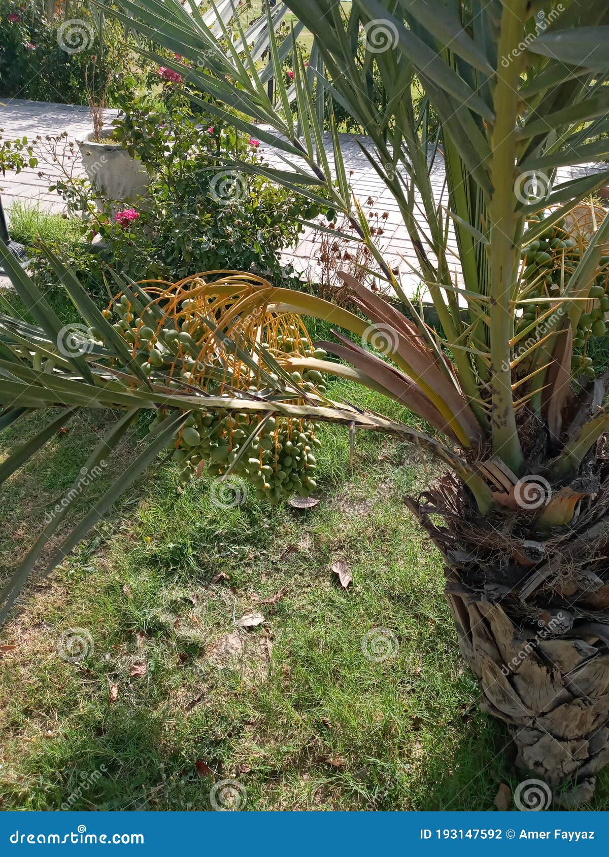 Dates Tree Growth Bounch Beautiful Stock Image | CartoonDealer.com ...