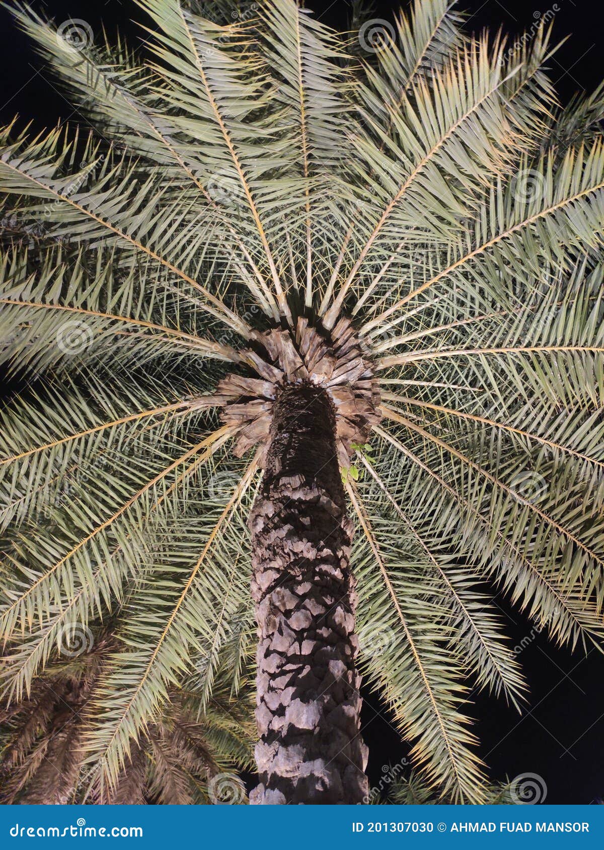 Dates Tree by Night stock photo. Image of thorns, albukhary - 201307030