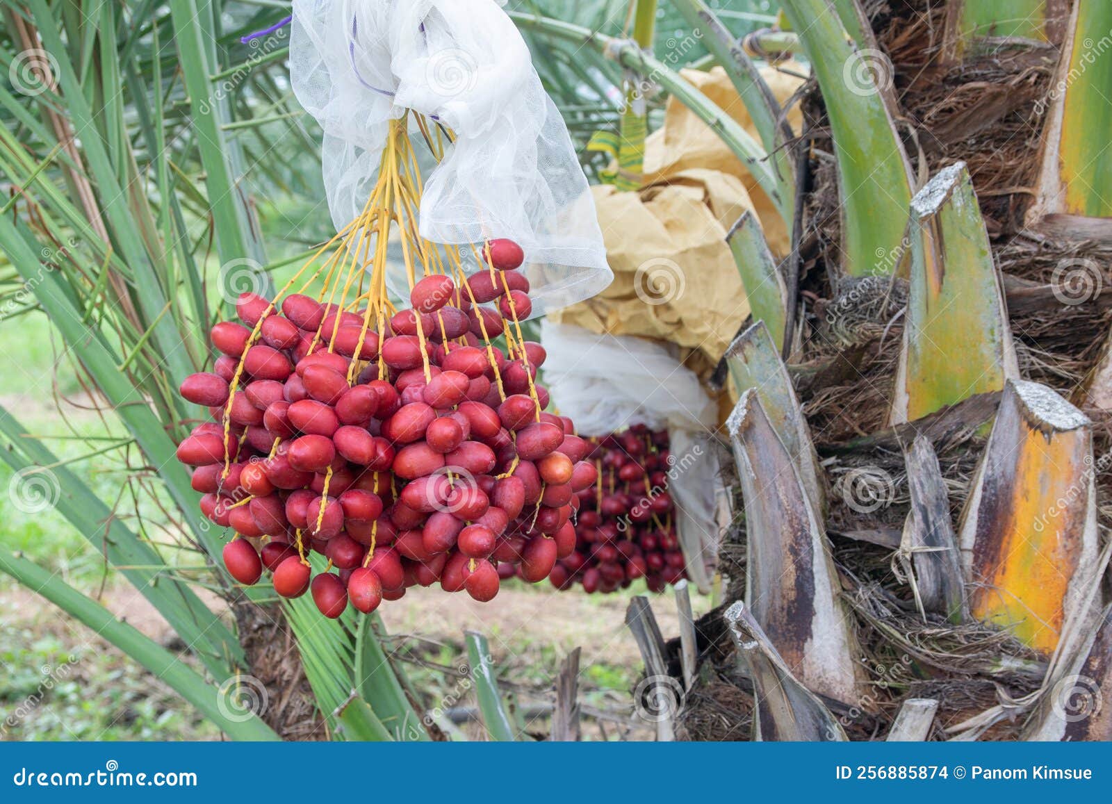 Dates Tree Palm Branches with Ripe Dates Stock Photo - Image of botany ...