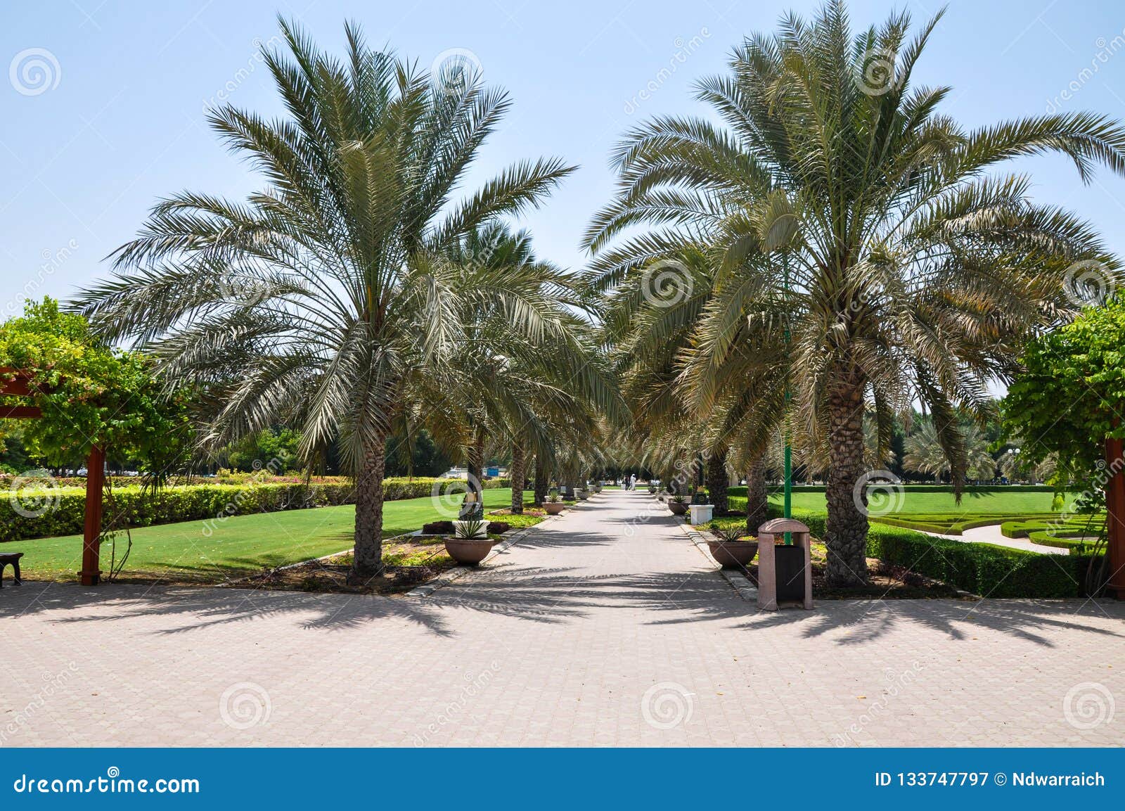 Dates Tree Growth Bounch Beautiful Stock Image | CartoonDealer.com ...