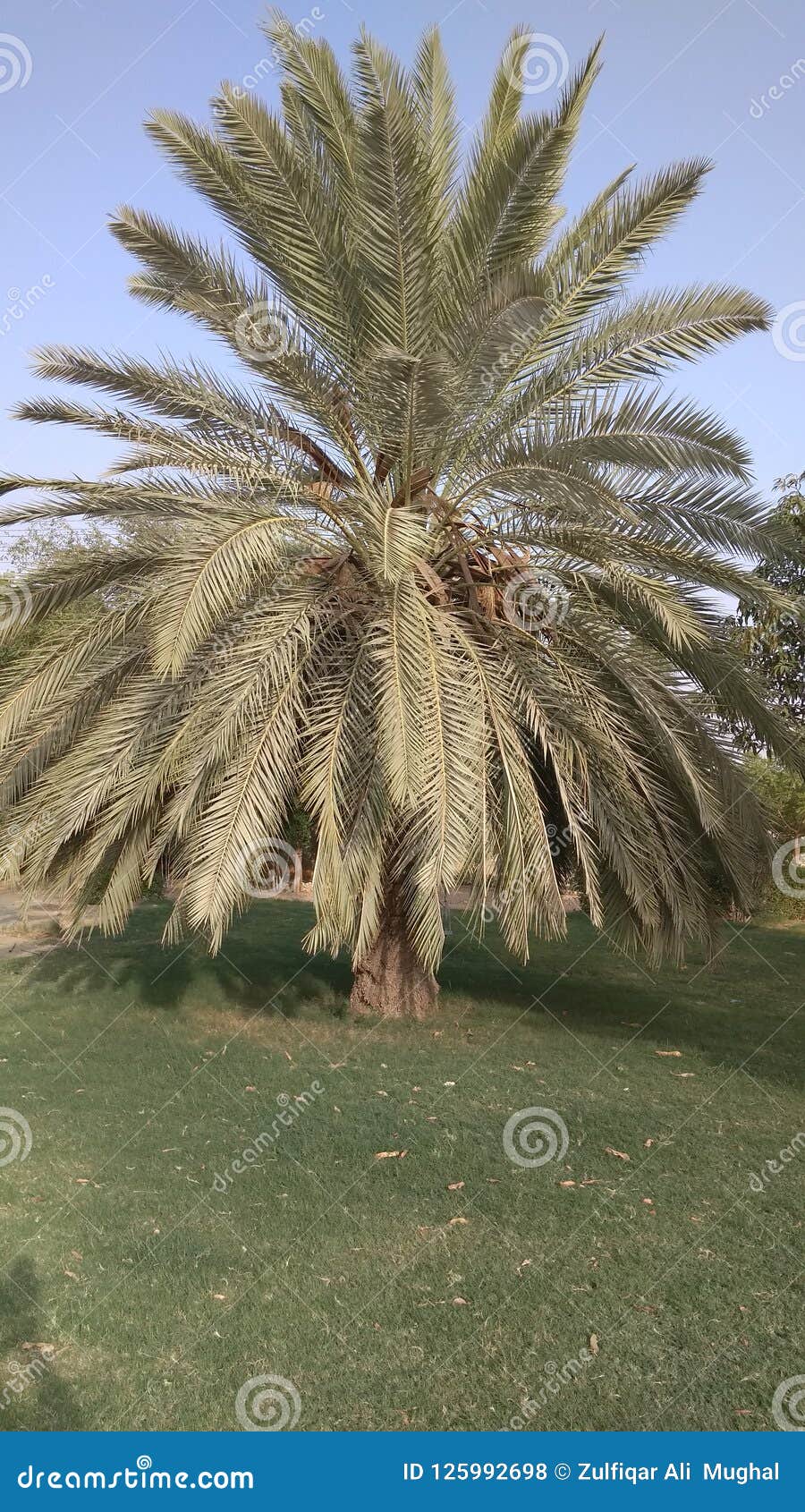 A dates tree stock photo. Image of stood, land, tall - 125992698