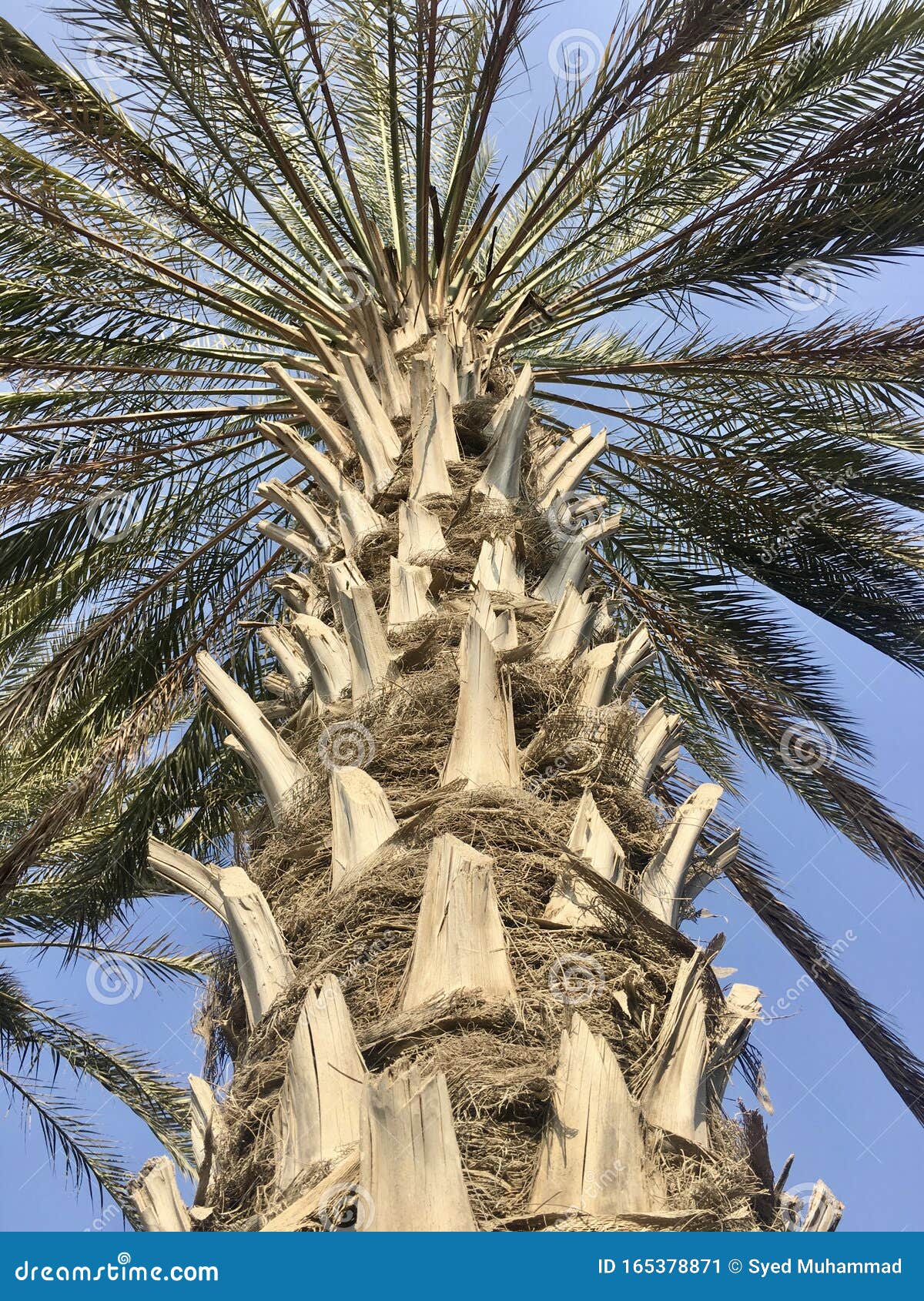 Dates Tree under blue sky stock image. Image of shot - 165378871