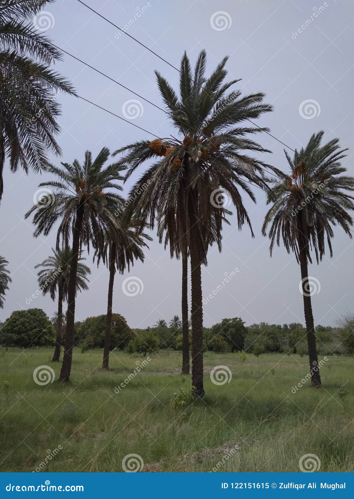 Dates Trees Palms In Desert Of Algeria Royalty-Free Stock Photography ...