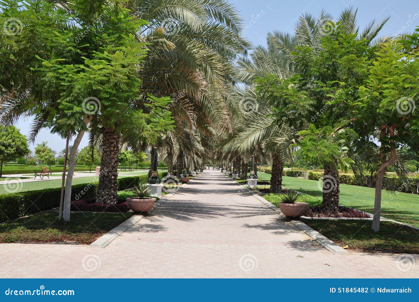 Dates Trees Palms In Desert Of Algeria Royalty-Free Stock Photography ...