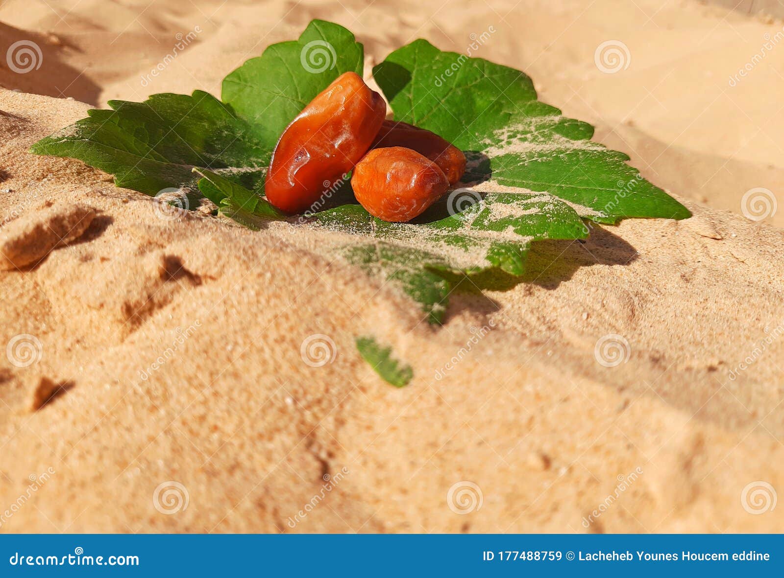 Dates Trees Palms in Desert of Algeria Stock Image - Image of desert ...